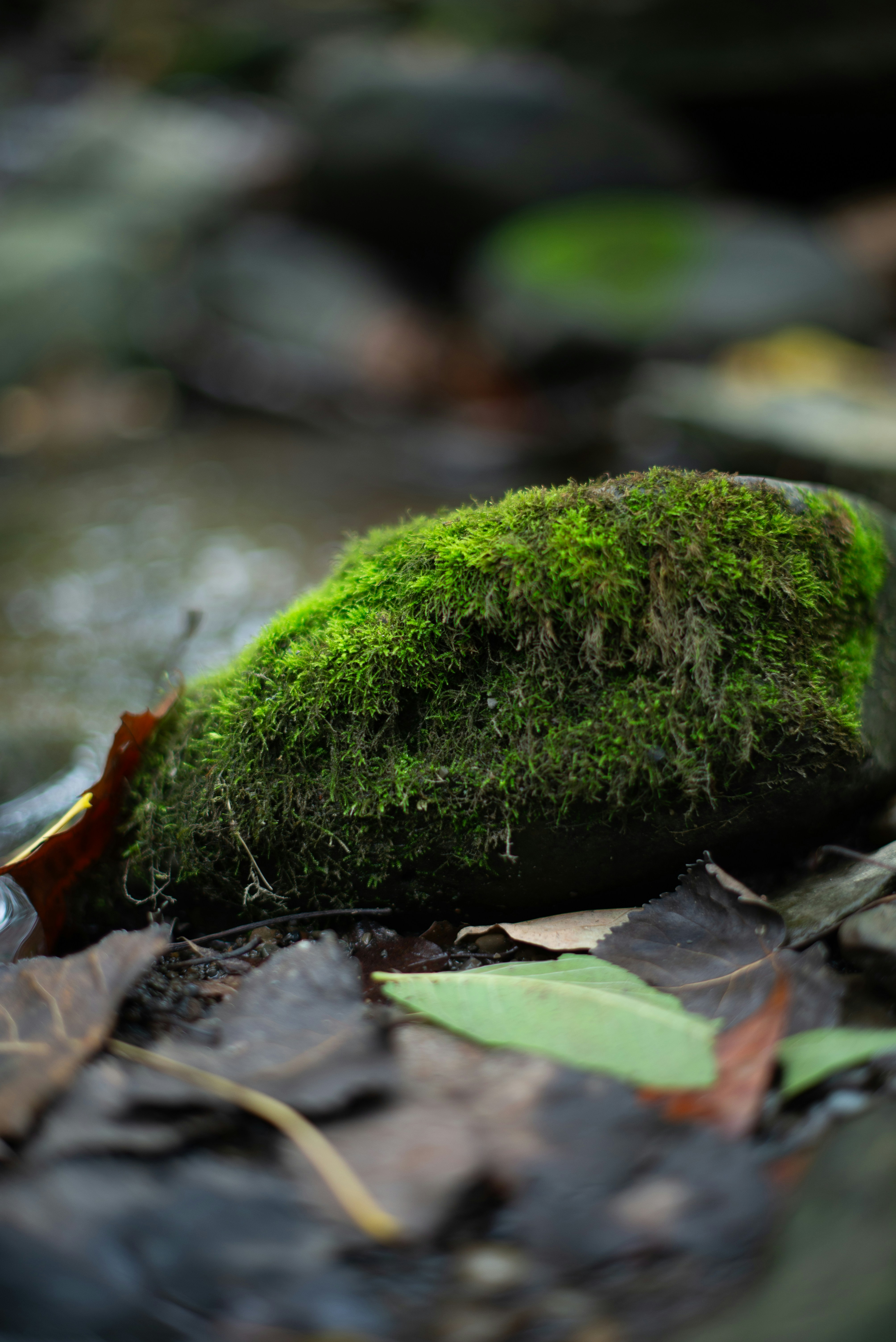 Emerald Moss Cloak on a Stream-Worn Stone