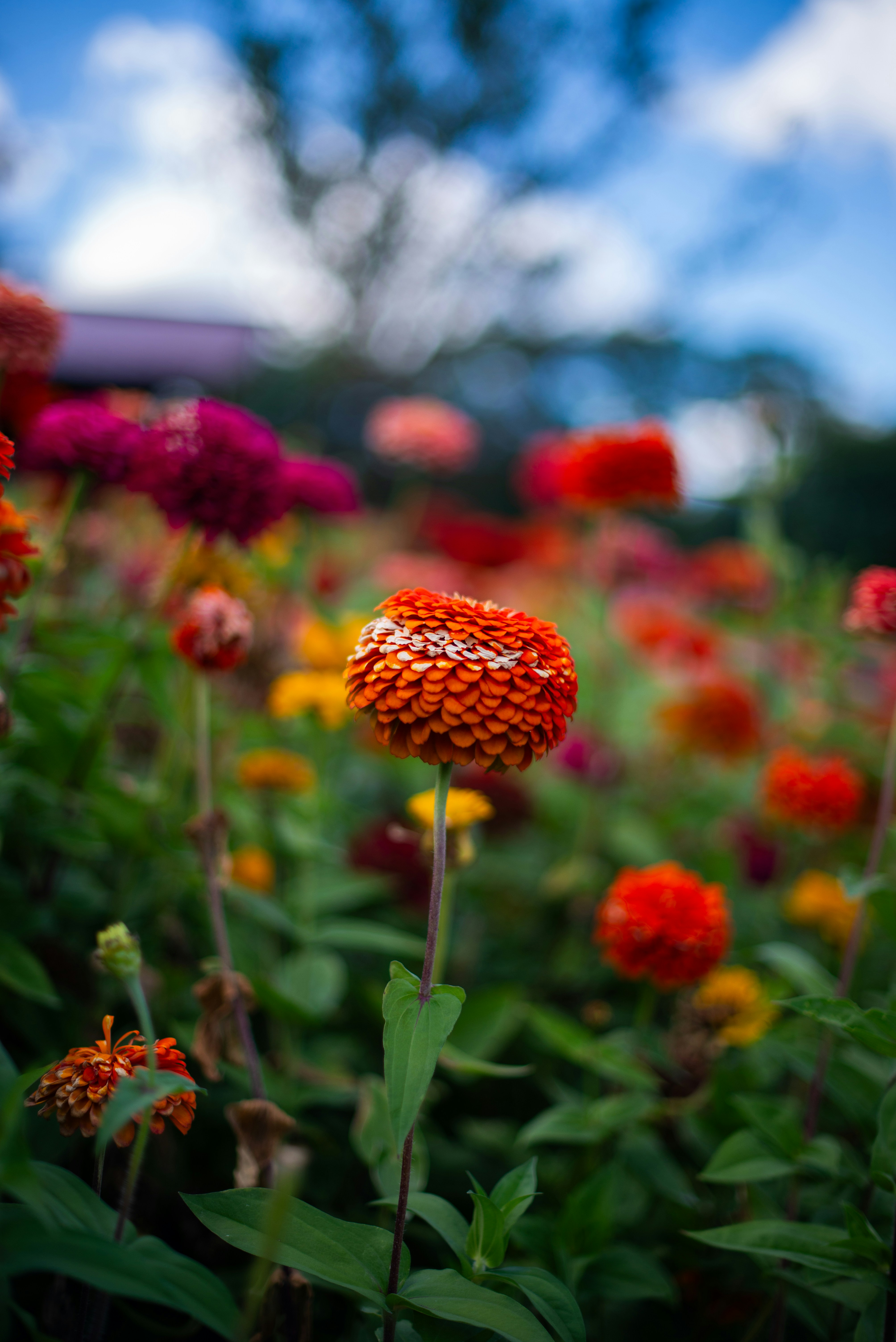 Photo by Monique Caraballo with Nikon D610