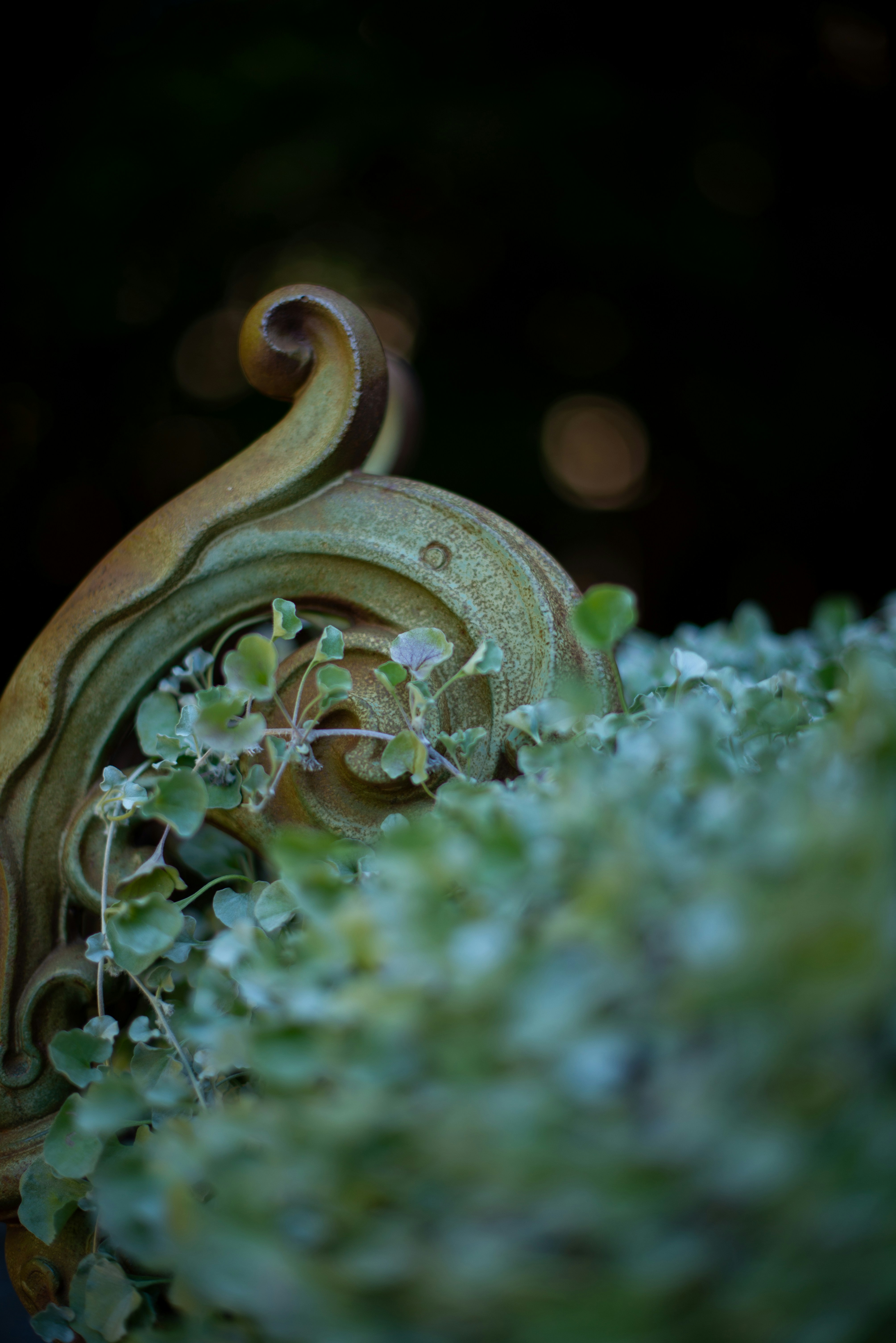A close up of a plant with a lizard on it photo – Free Cornell ...