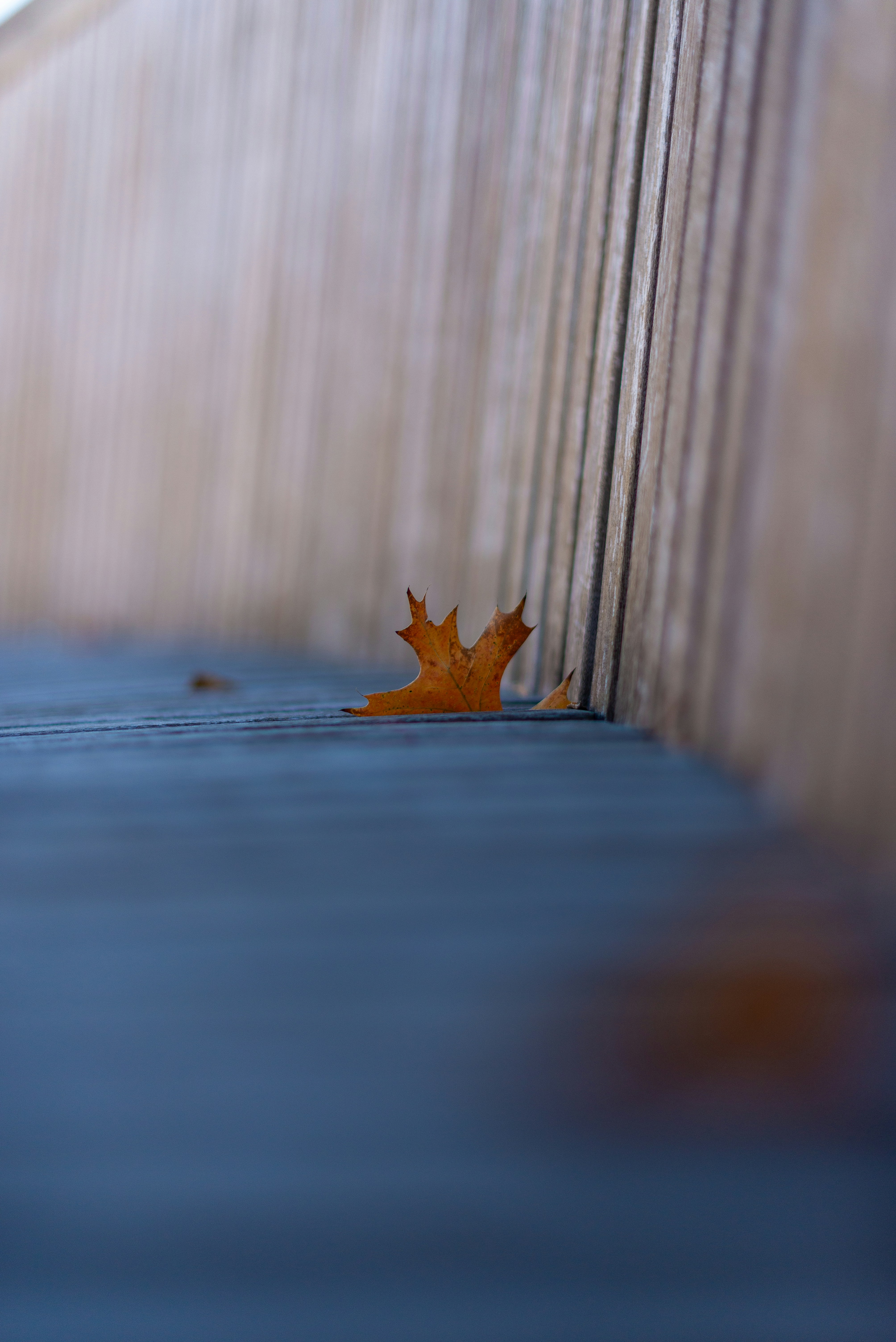 Autumn Leaf at the Edge of Weathered Blue Wood