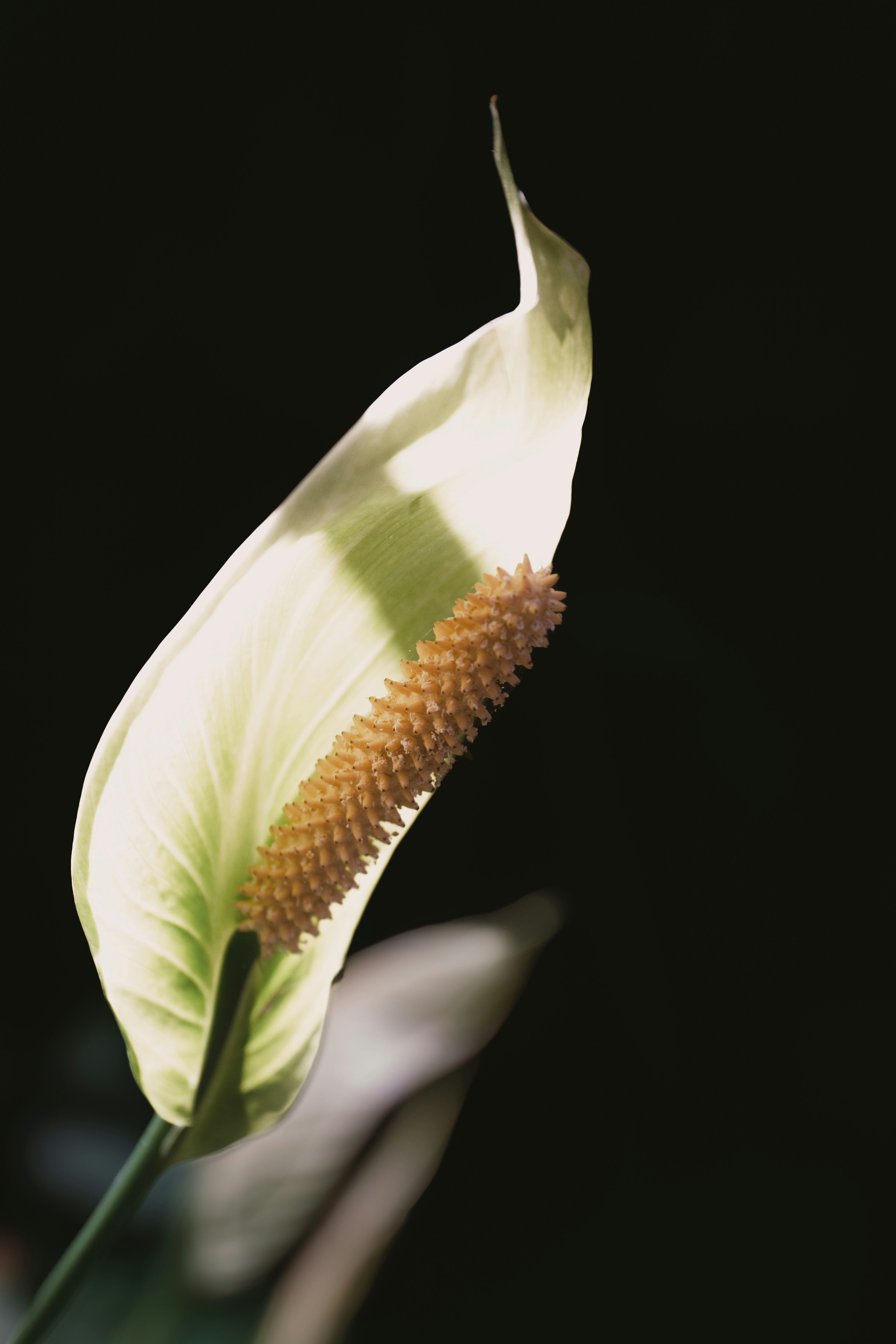 Photo by Jens Riesenberg with Sony Alpha 7R IIIA