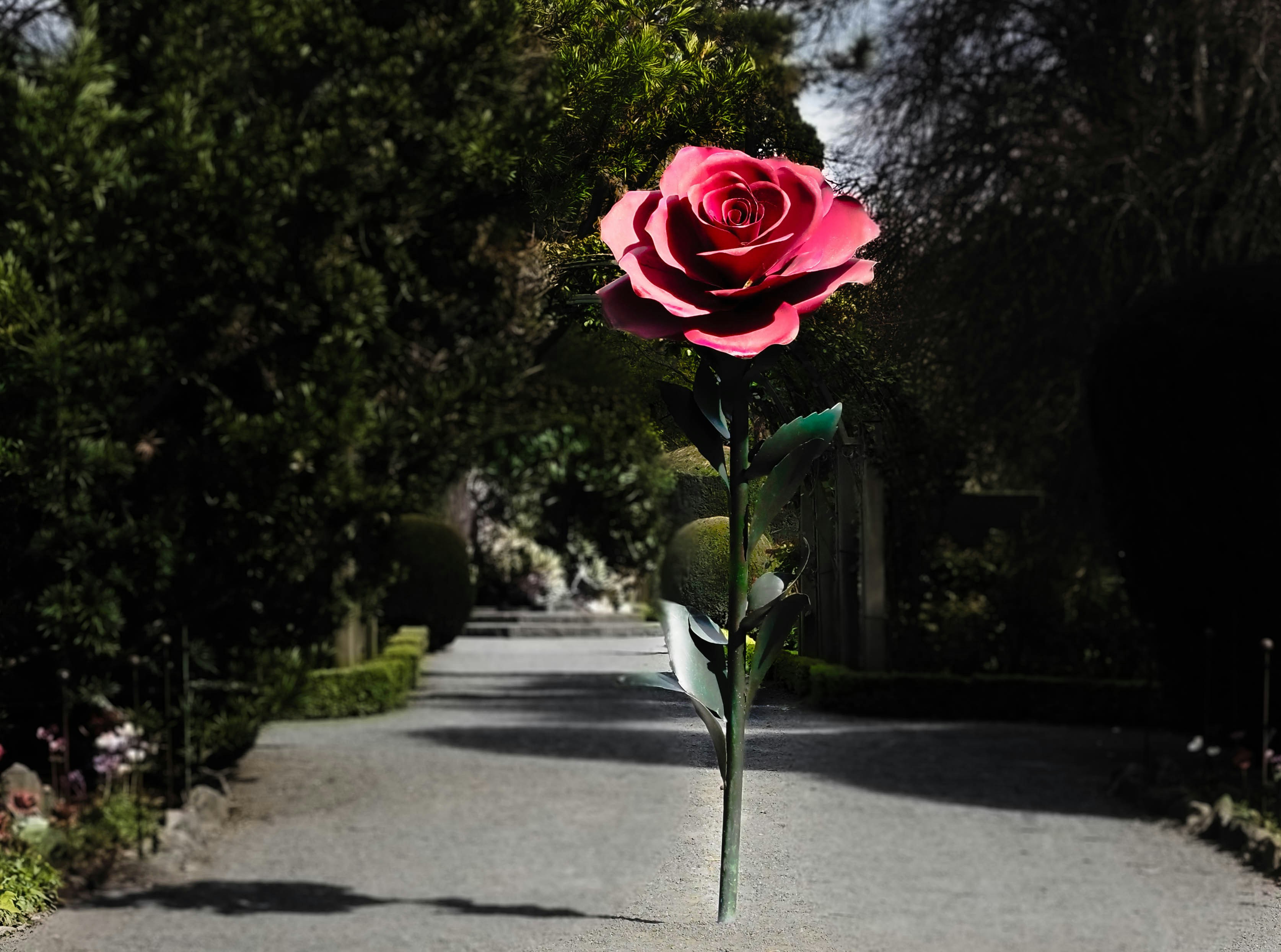 Rose in the Spotlight: A Pink Bloom on a Shadowed Garden Path