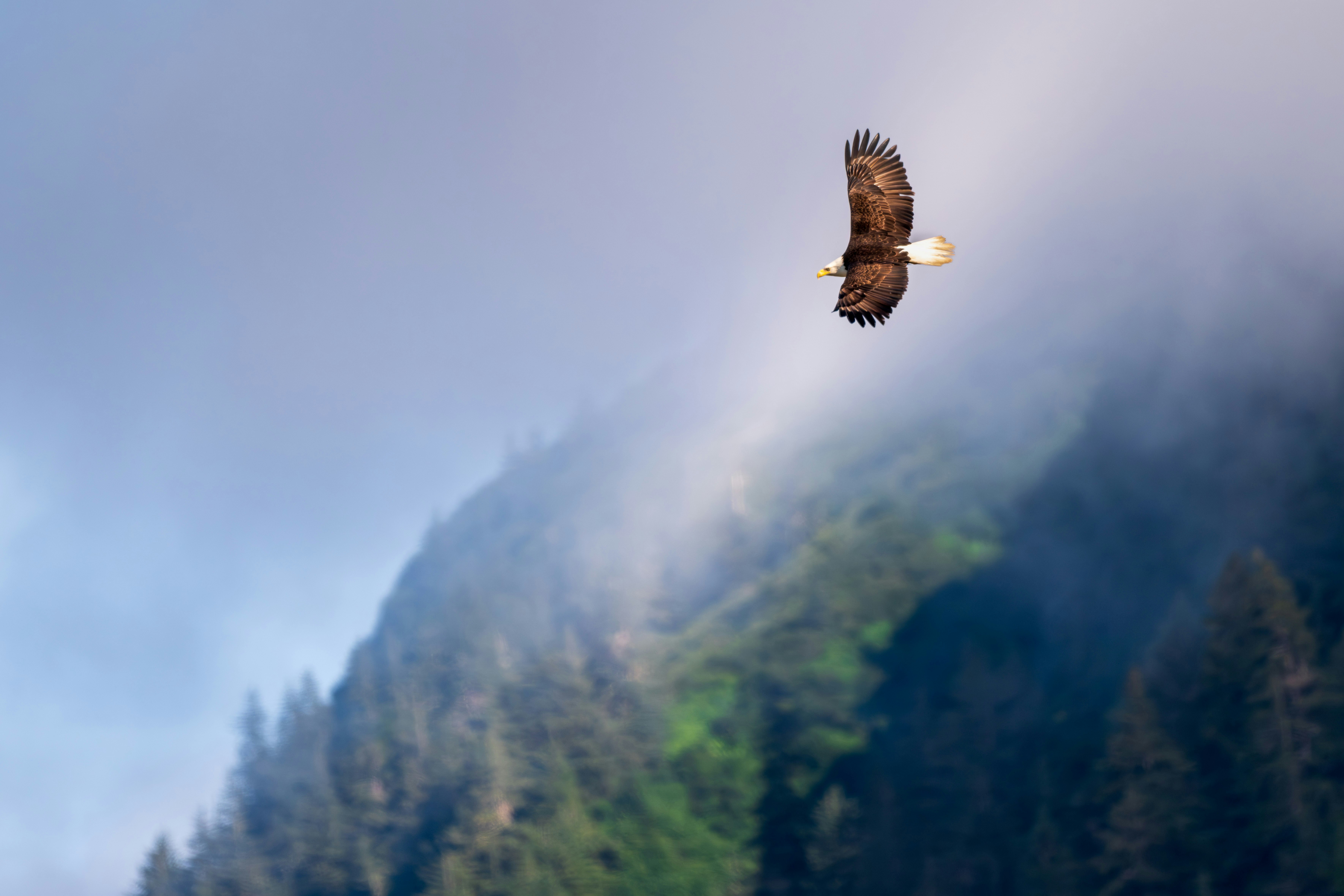 Dawn-drifted ascent: Bald eagle glides above a mist-shrouded alpine forest