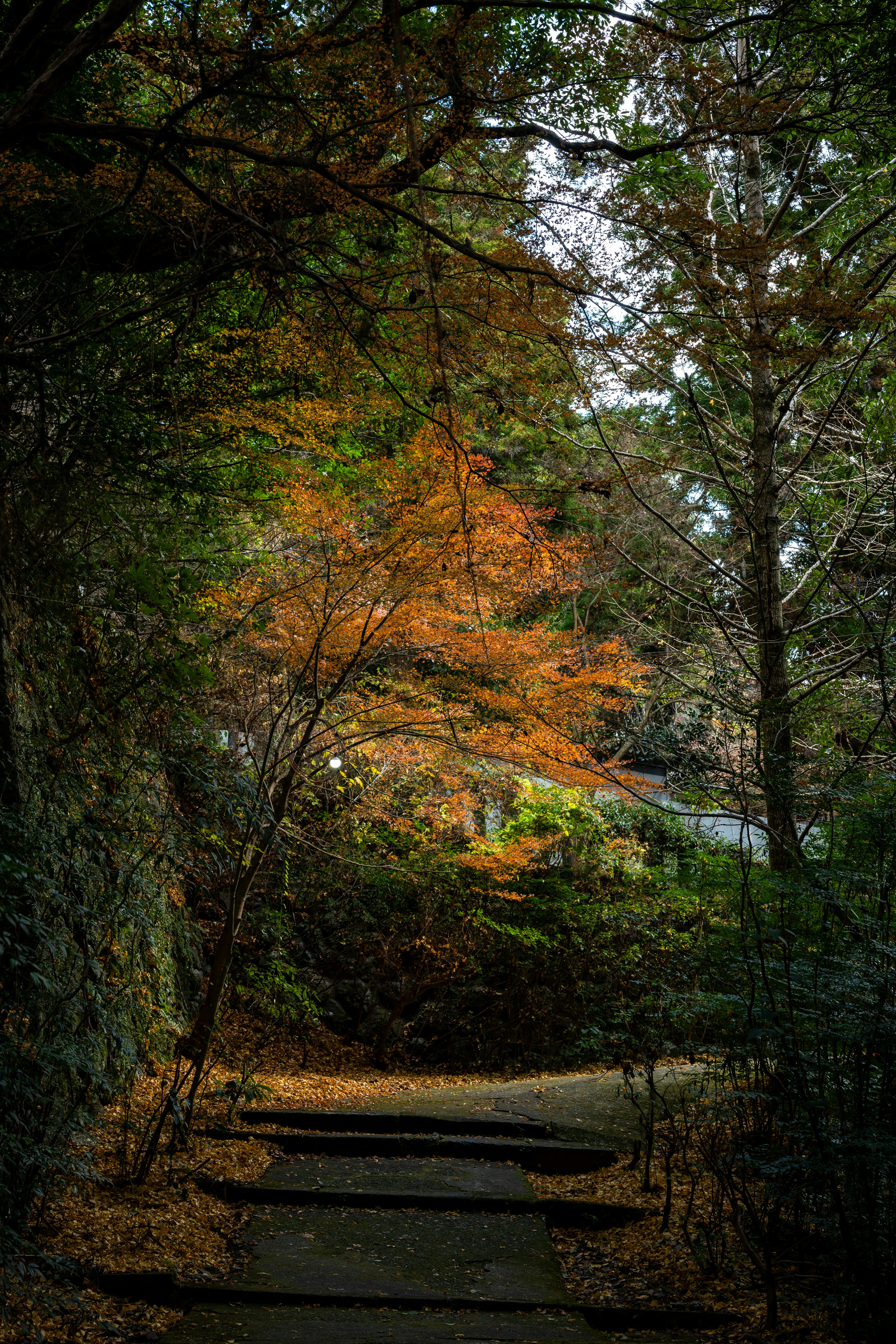 A path in the woods leading to a house photo – Free Tree Image on Unsplash