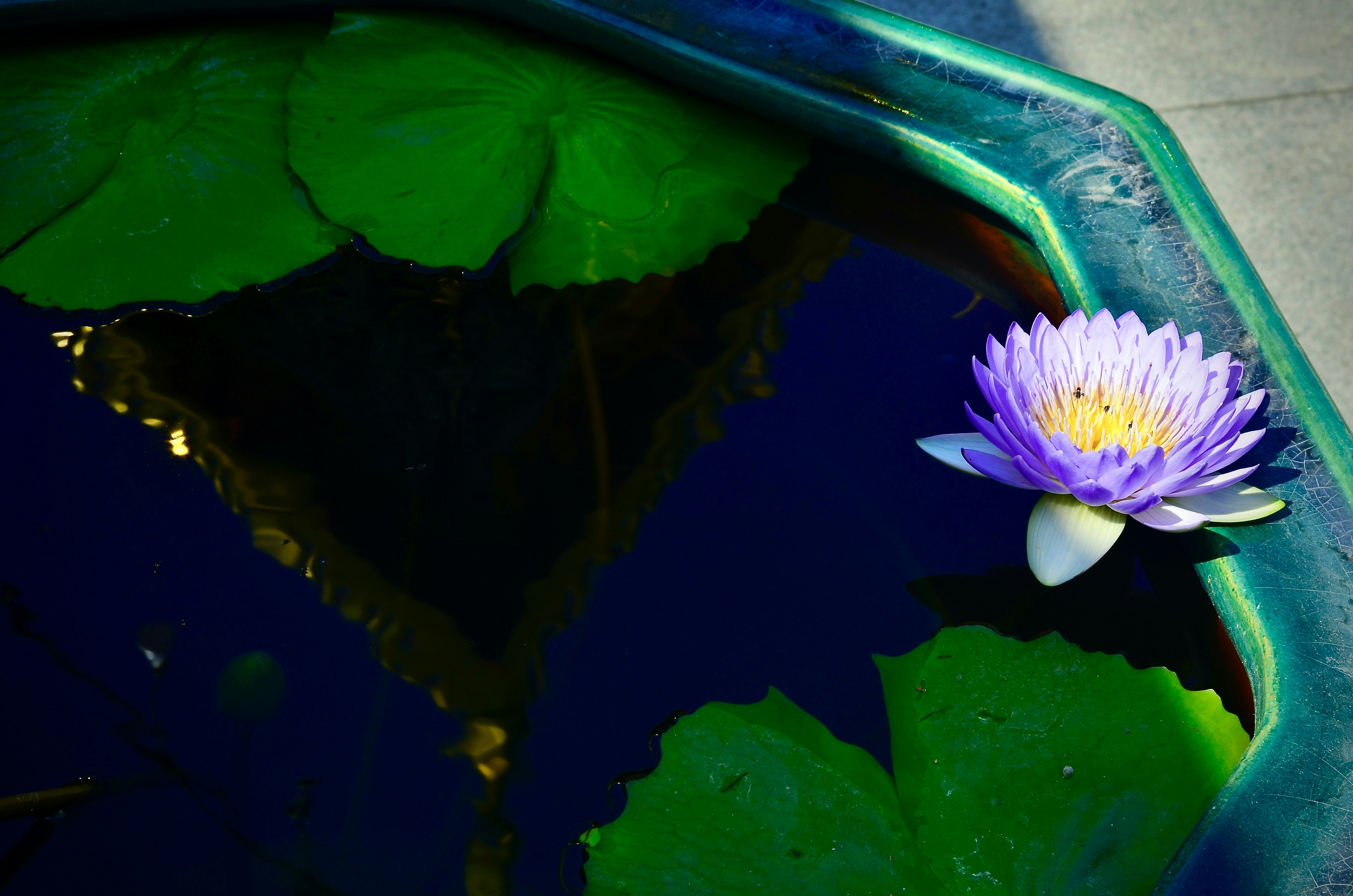 Lilac Lotus at the Rim: a Quiet Moment in a Ceramic Pond