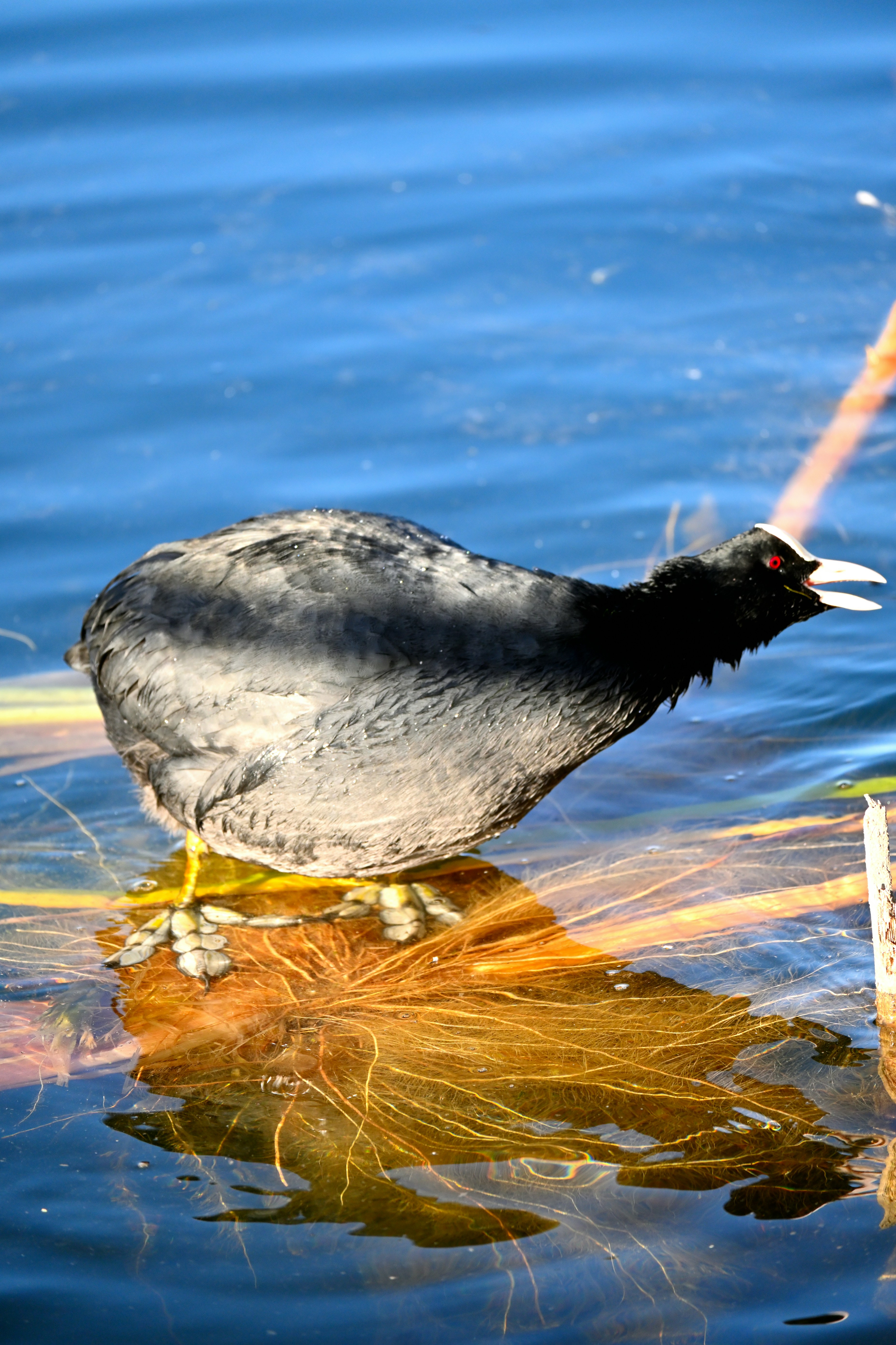Red-Eyed Coot Navigates Floating Tufts on a Blue Pond