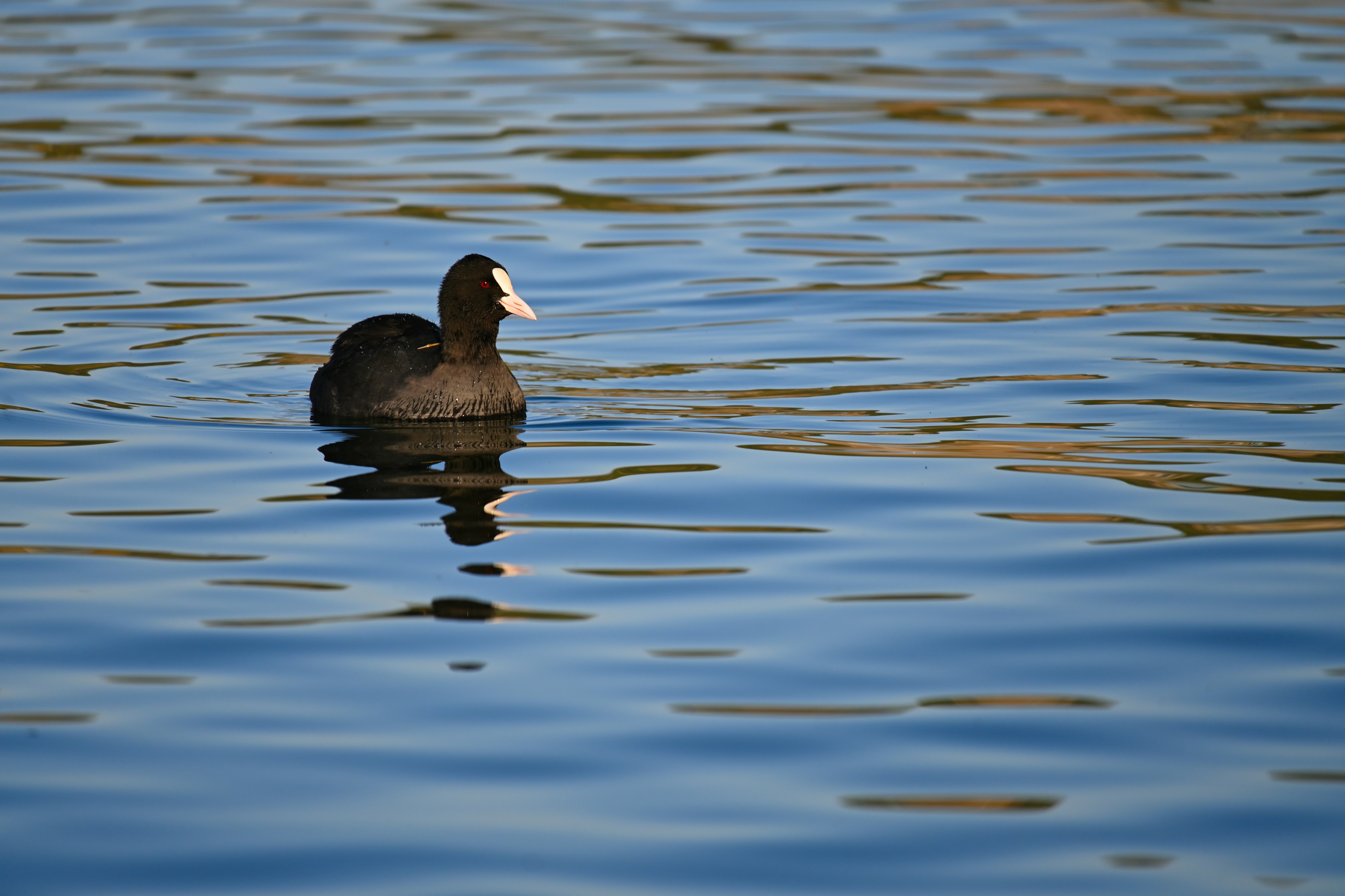 A duck floating on top of a body of water photo – Free Bird Image on ...