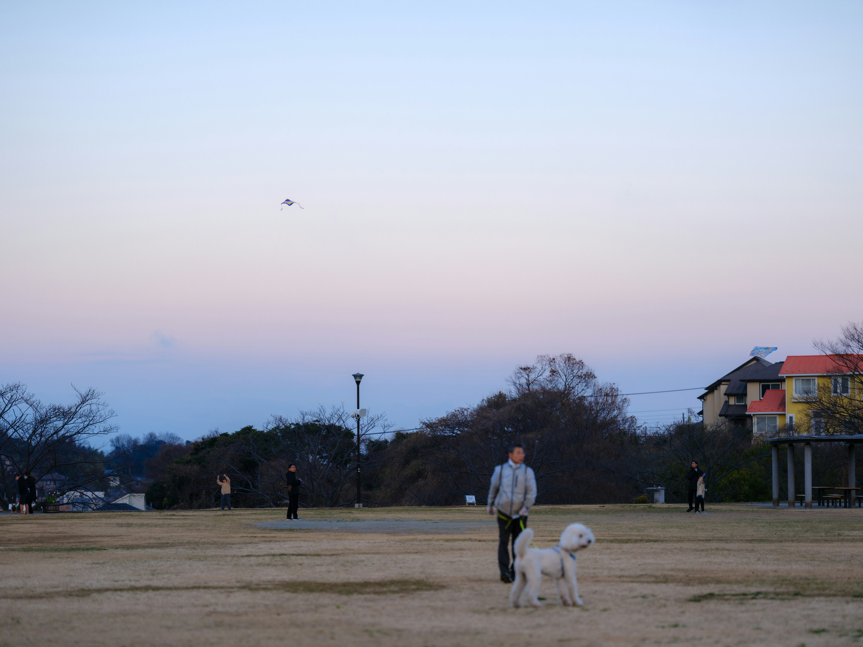 Dusk Palette Over the Park: A White Dog Leads a Quiet Evening Walk