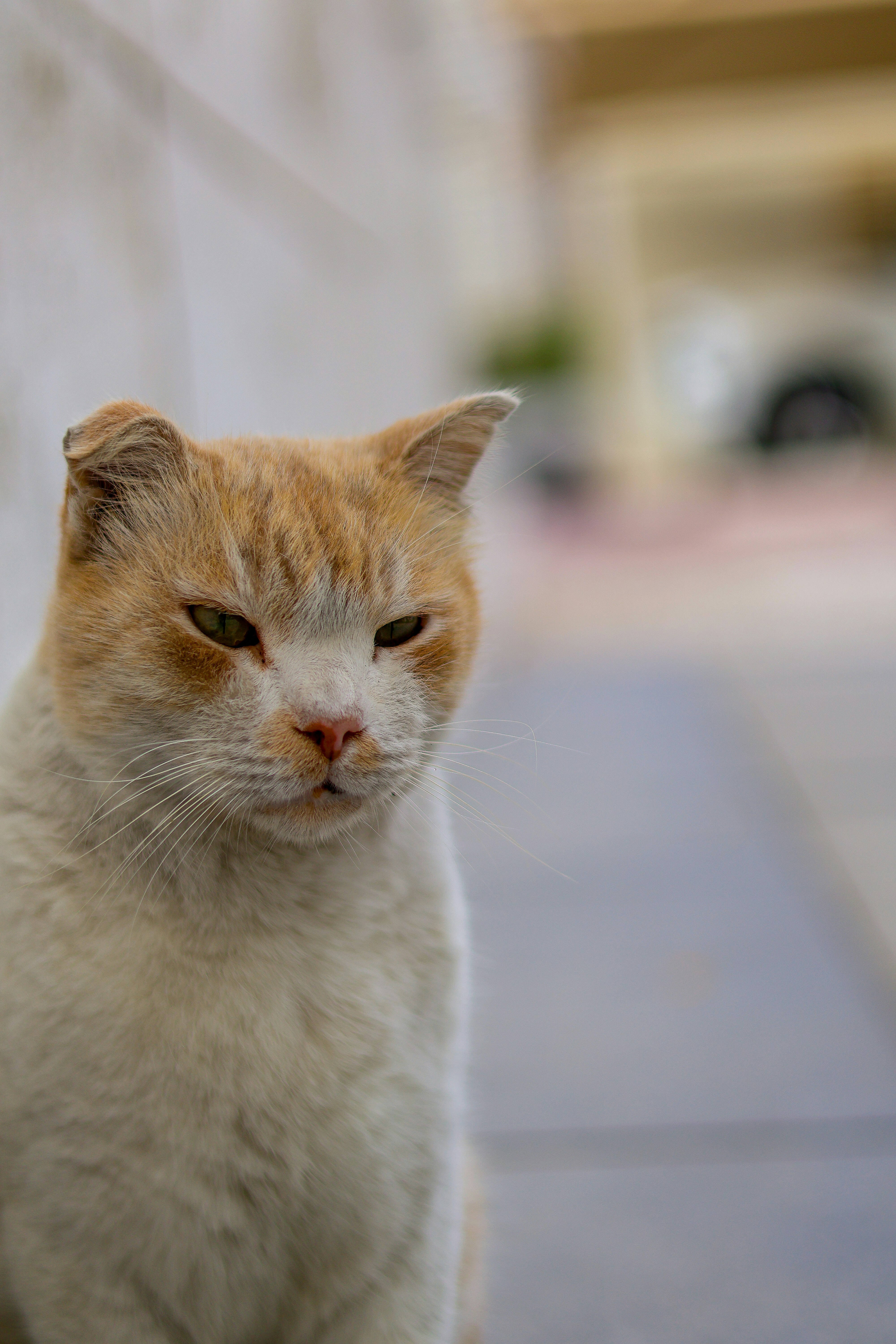 Sidelit Sentry: A ginger-and-cream cat surveys a sun-washed alley