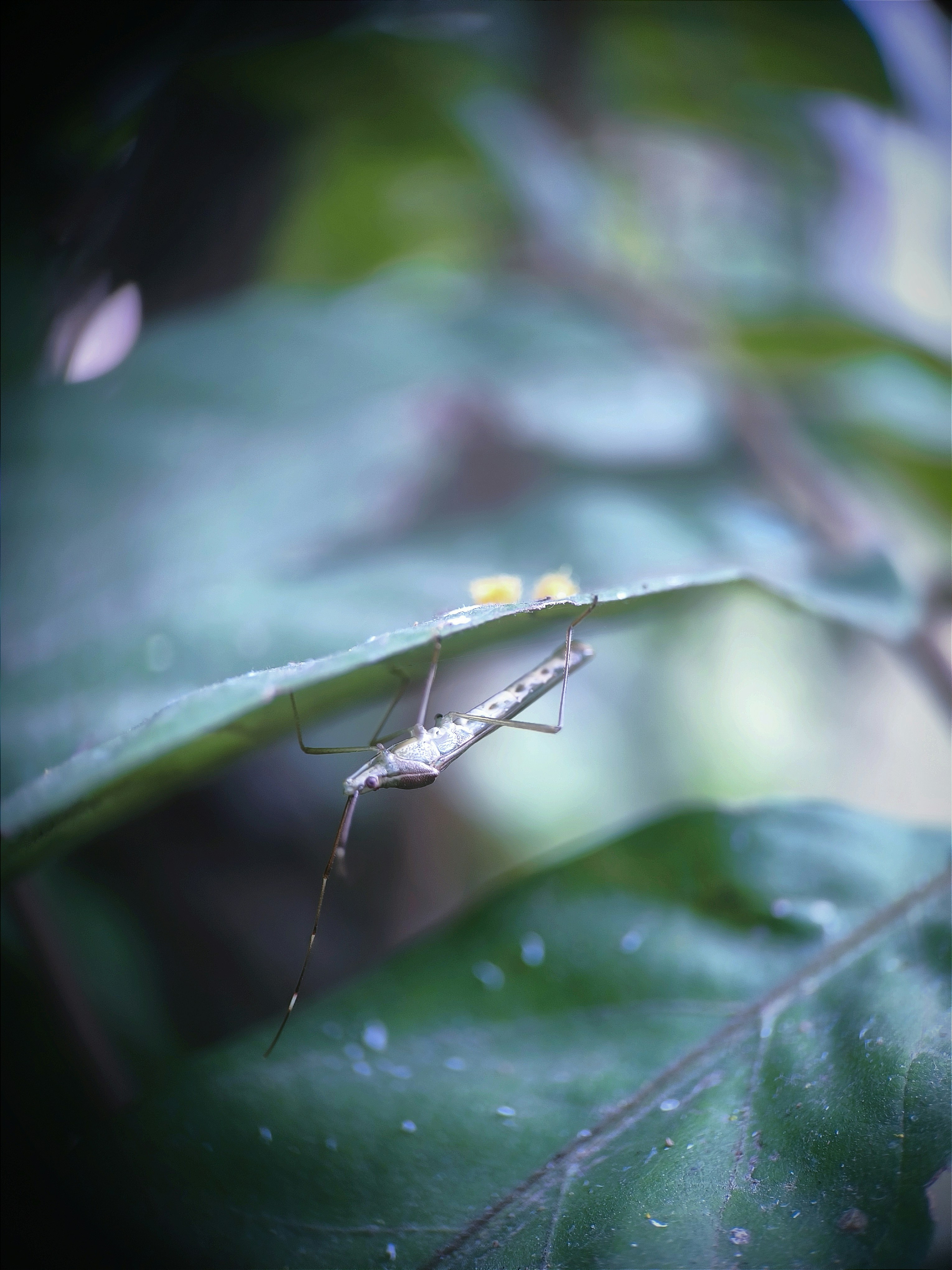 Macro shot of a slender insect perched on the edge of a green leaf. The background is softly blurred, emphasizing the insect's legs and antennae.