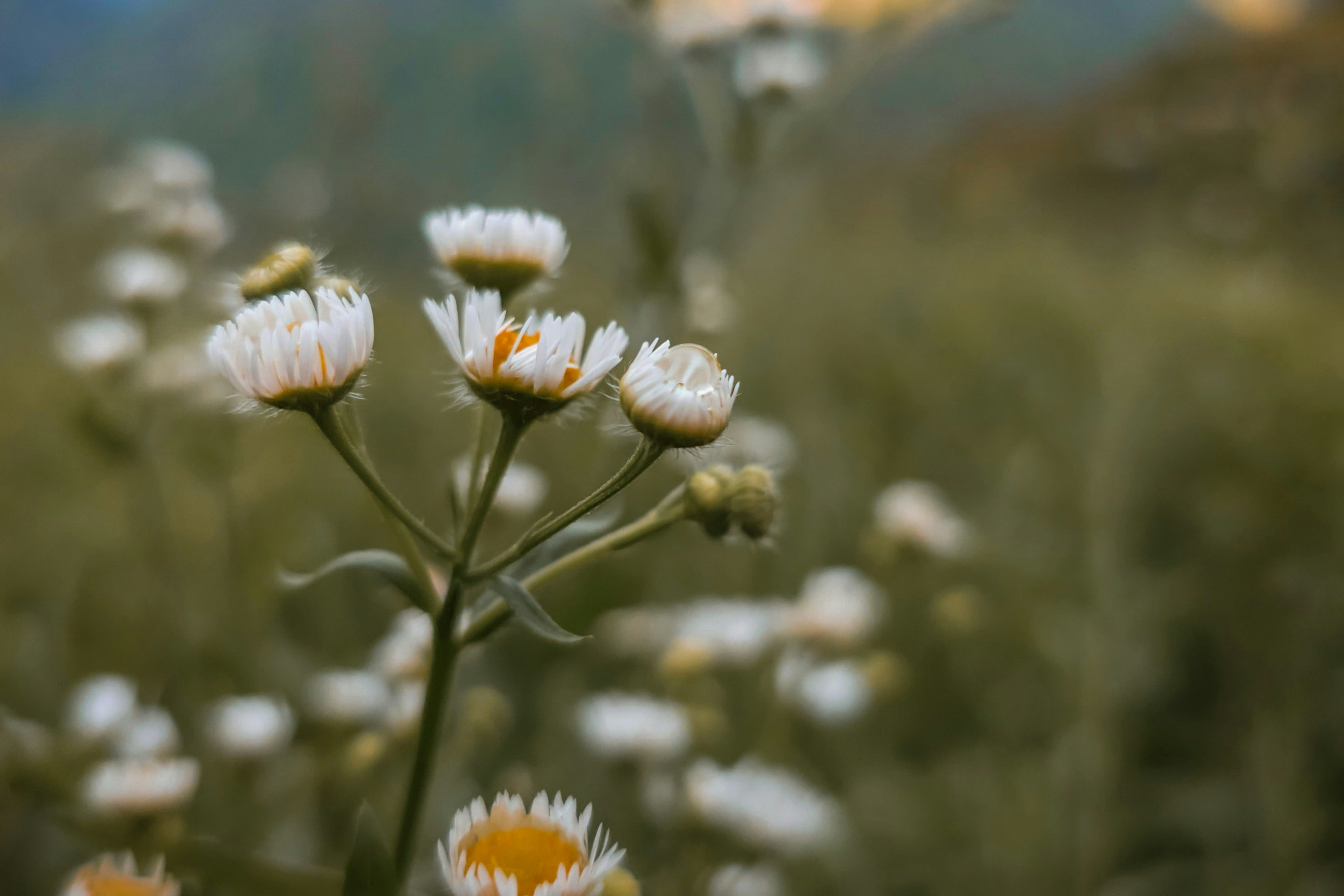 Soft-Focus Meadow: Close-Up of White Daisies with Golden Centers