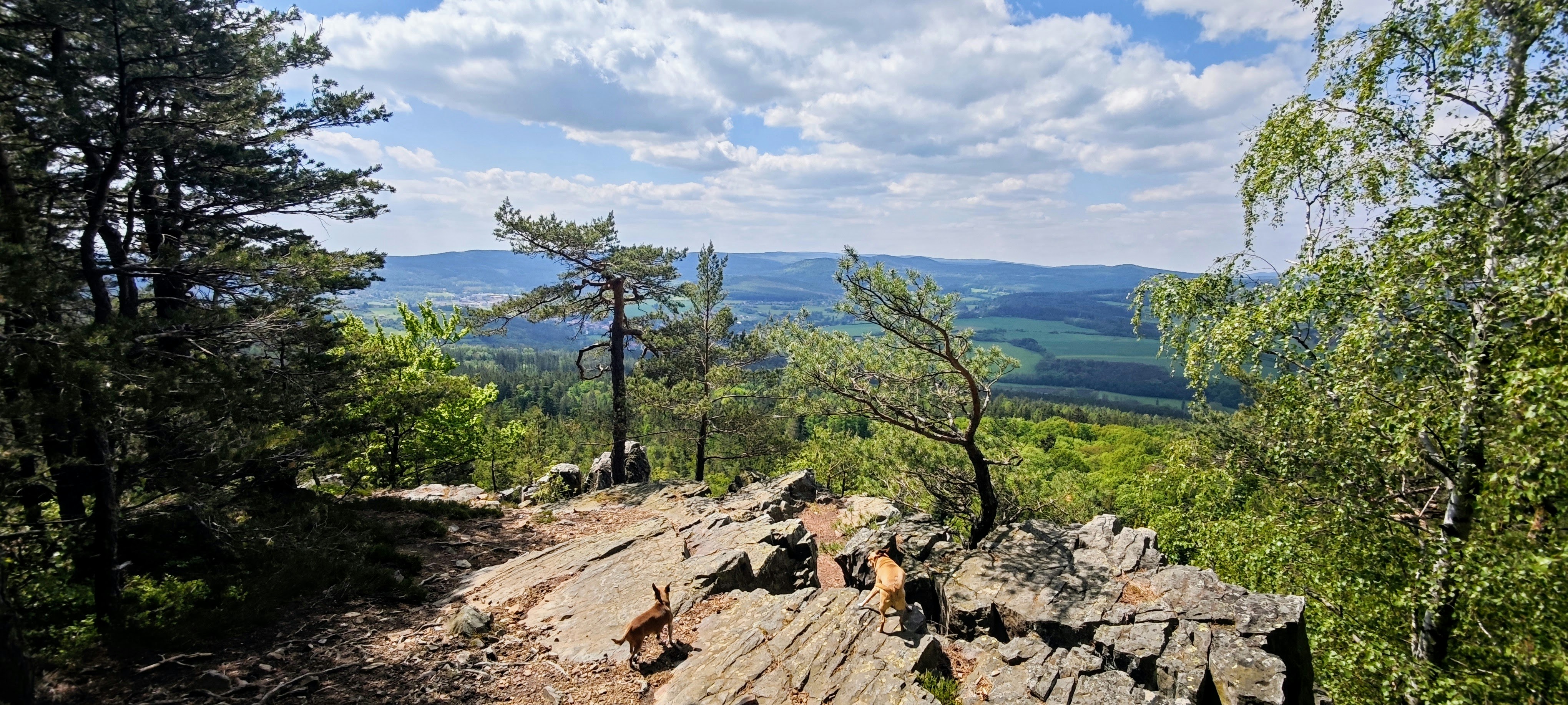 A view of a forest from a high point of view photo – Free 262 23 jince ...