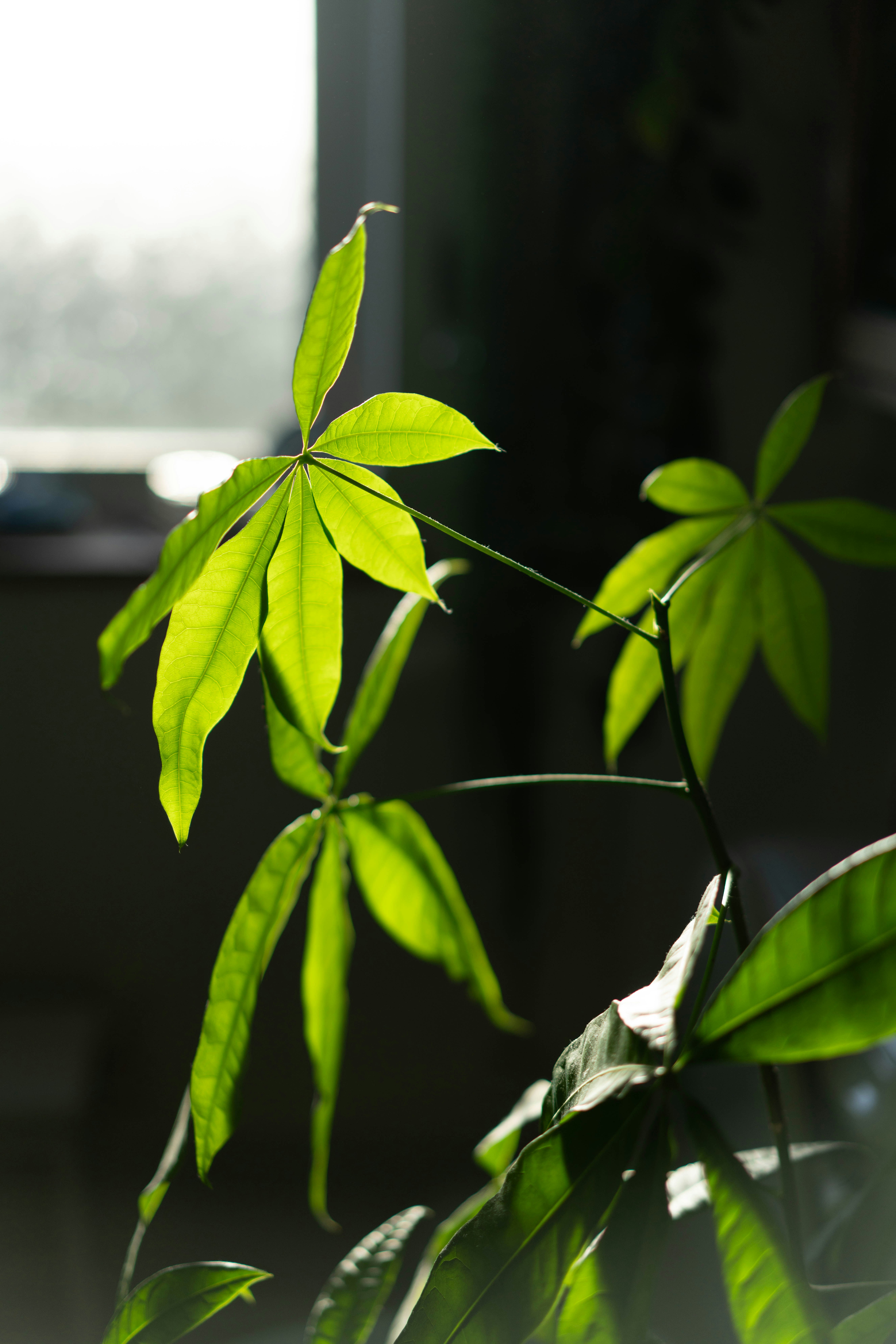 Un primo piano di una pianta verde vicino a una finestra foto ...