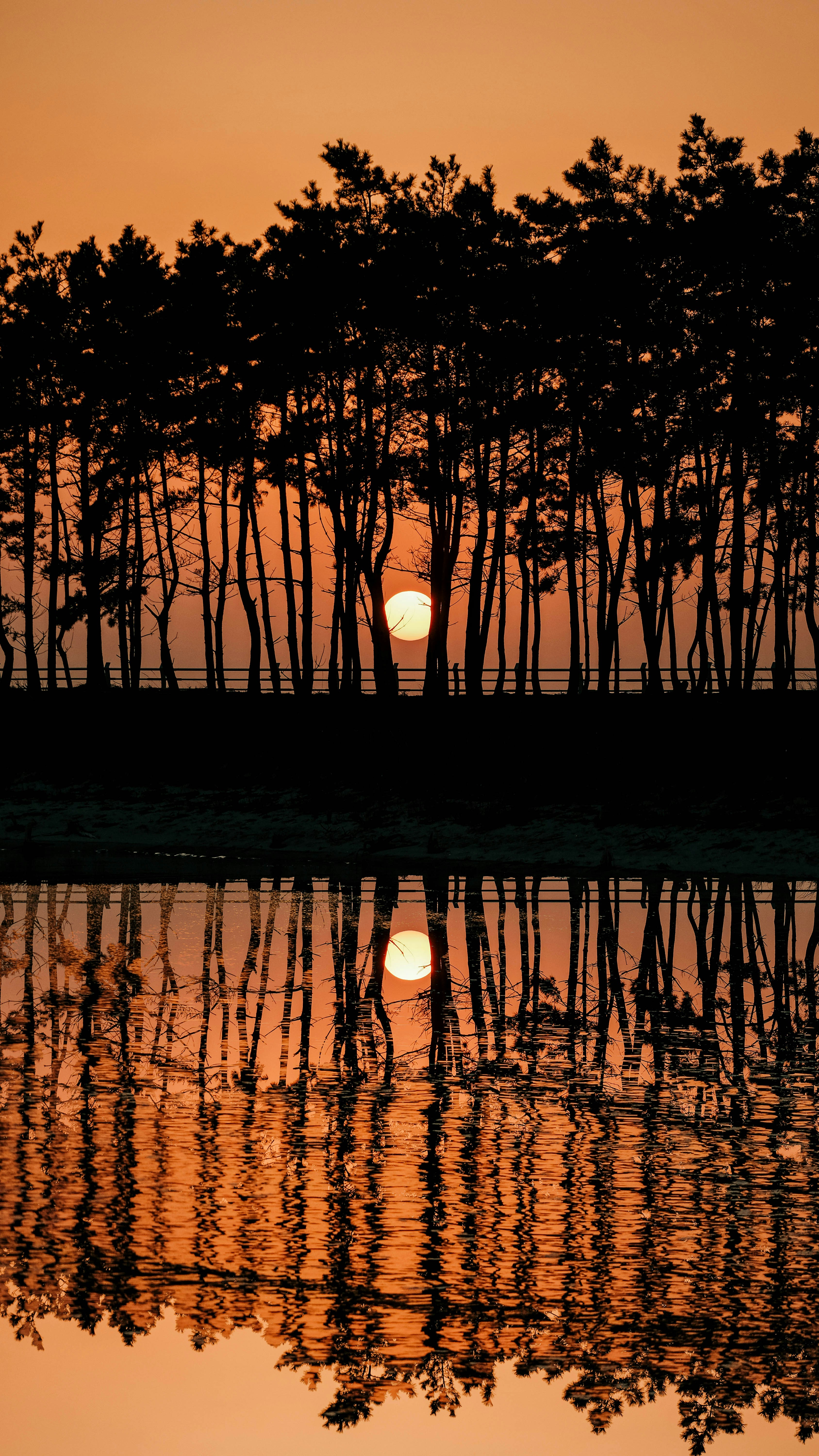 Sunset Silhouette: Noon-Red Pines Reflect in Quiet Water