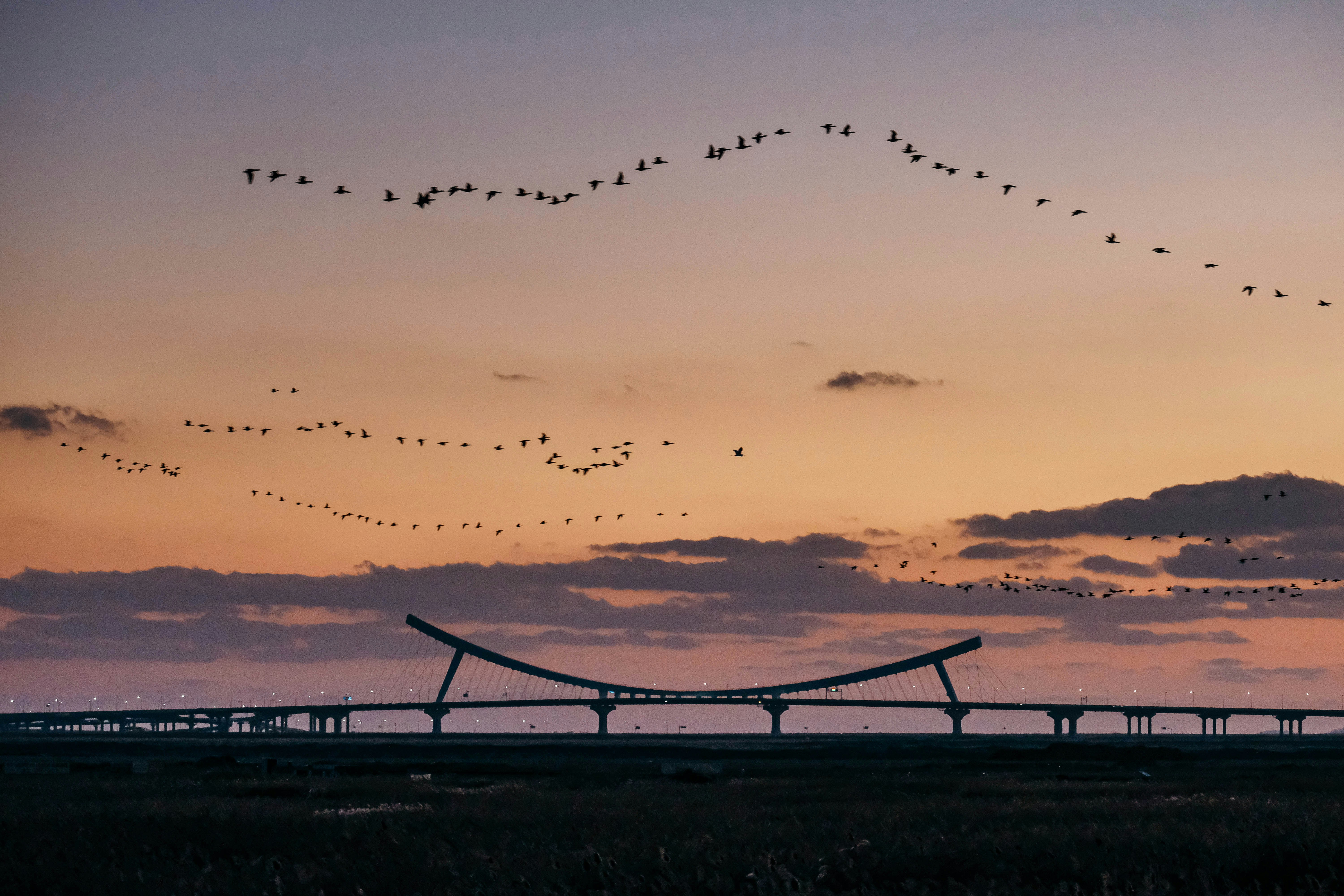 A long bridge with birds flying over it photo – Free Okseo-myeon Image ...