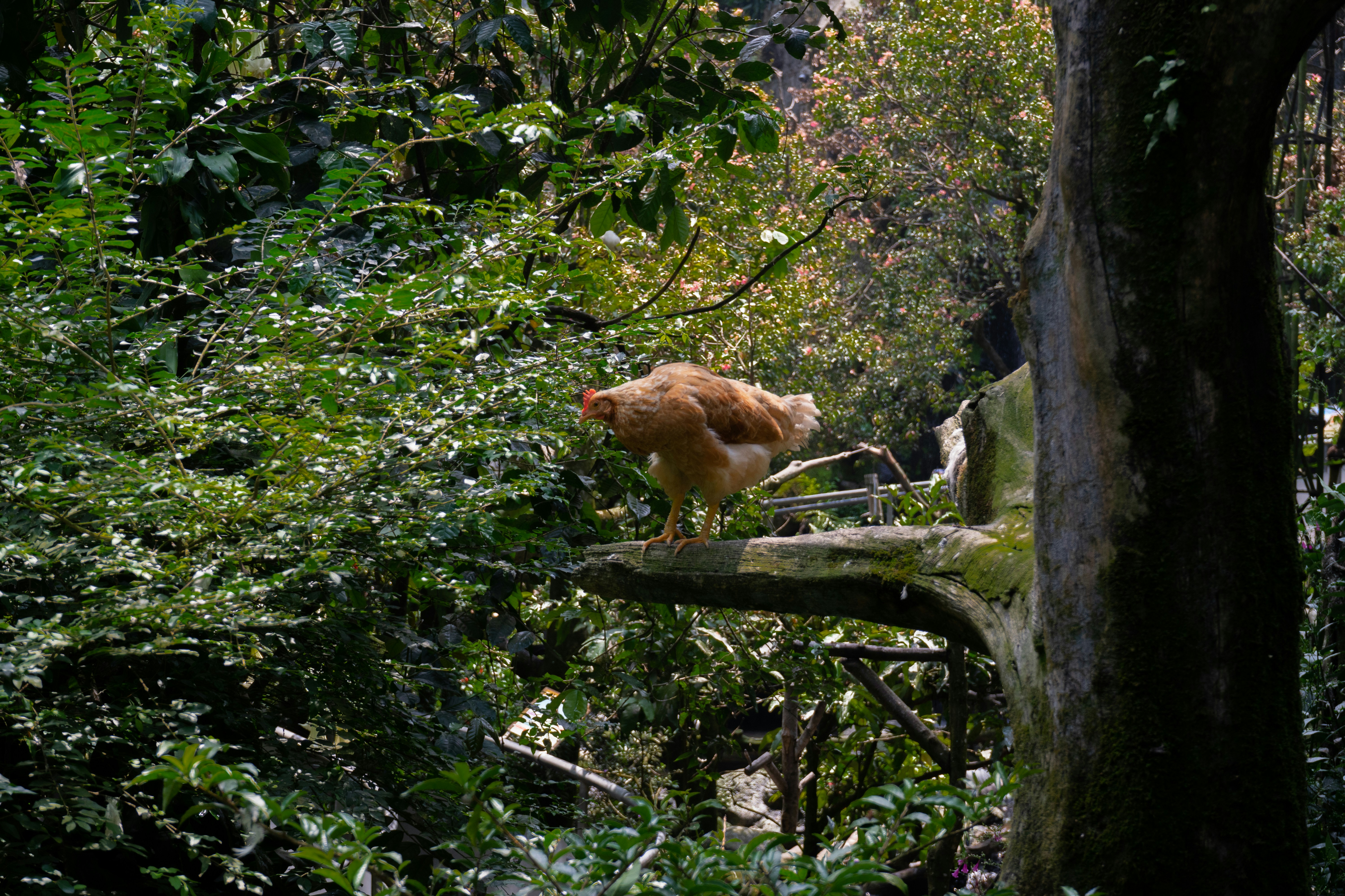 Forest Stage: A Chicken Traverses a Mossy Log