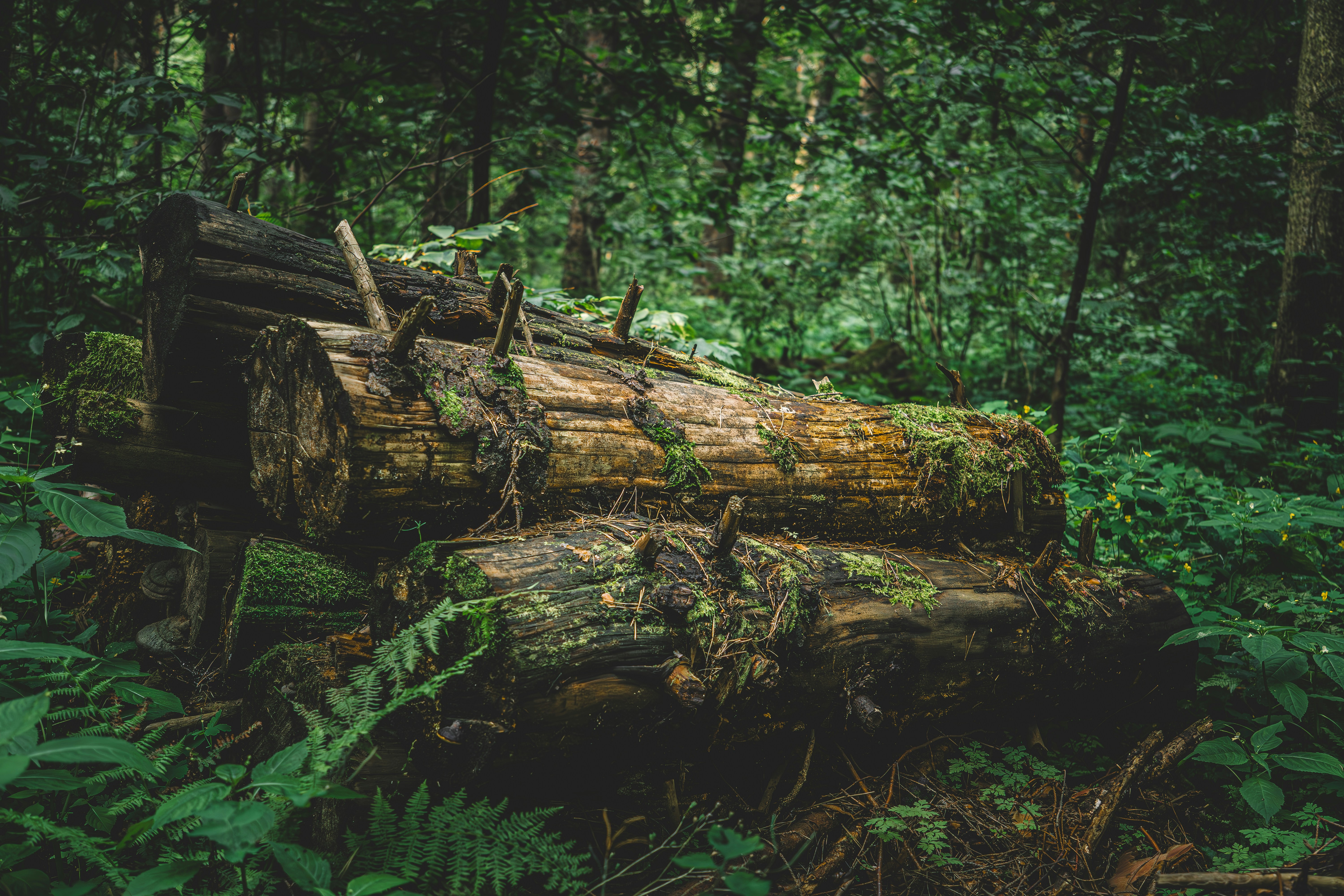 A fallen tree in the middle of a forest photo – Free Брёвна Image on ...