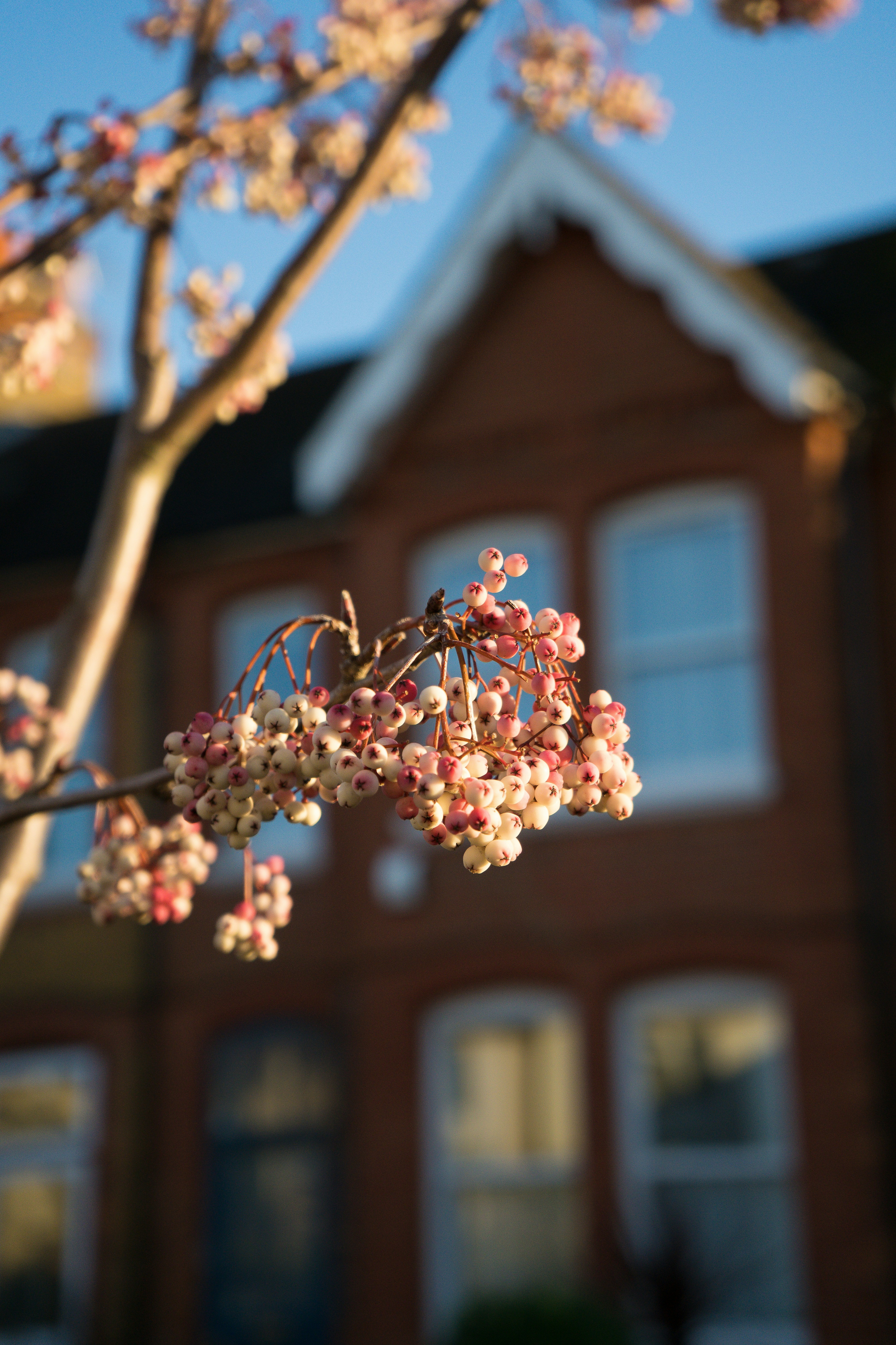 Berries in Focus: Quiet Spring Portrait by a Brick House