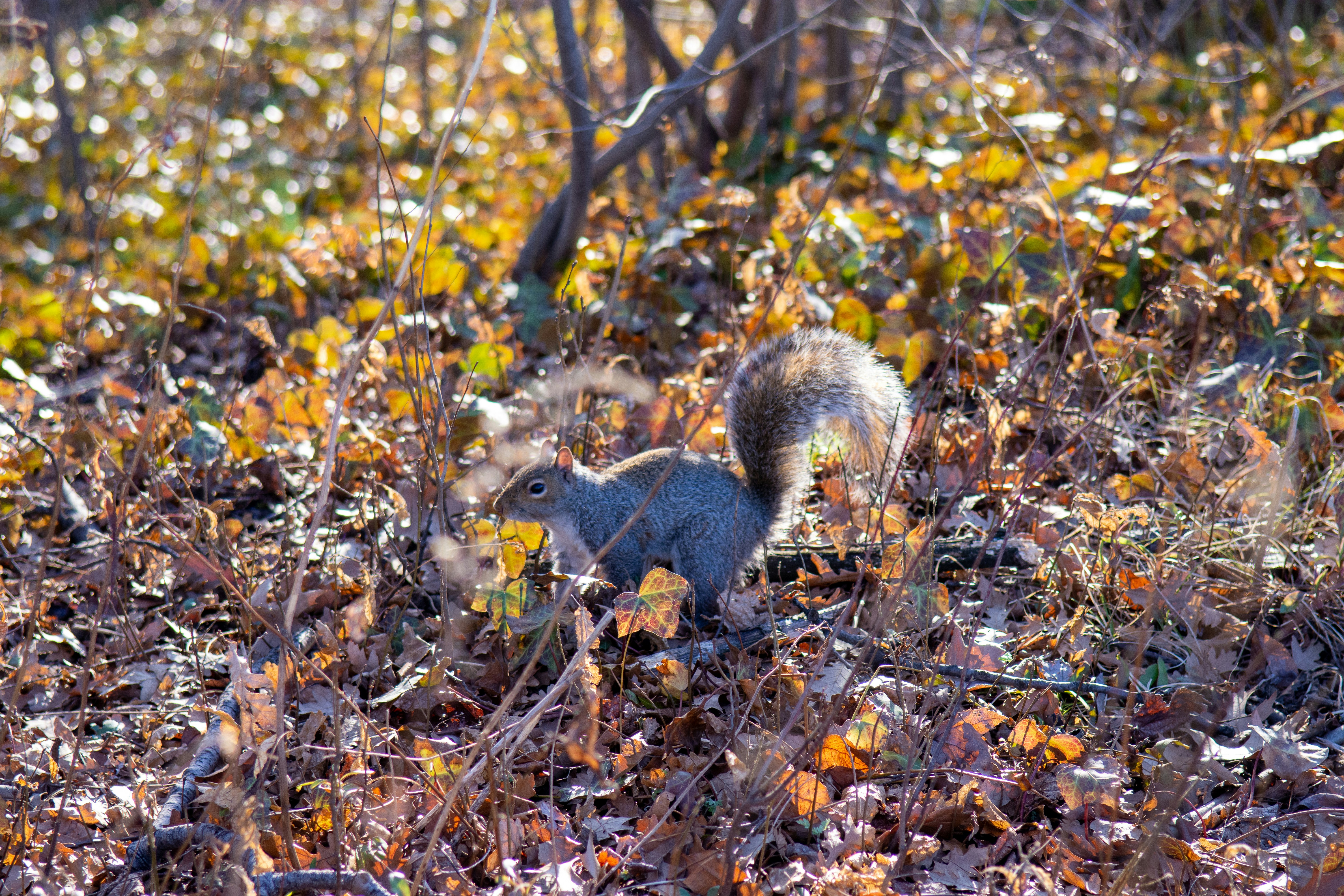 Squirrel Amid Autumn Groundcover: A Moment of Buried Light