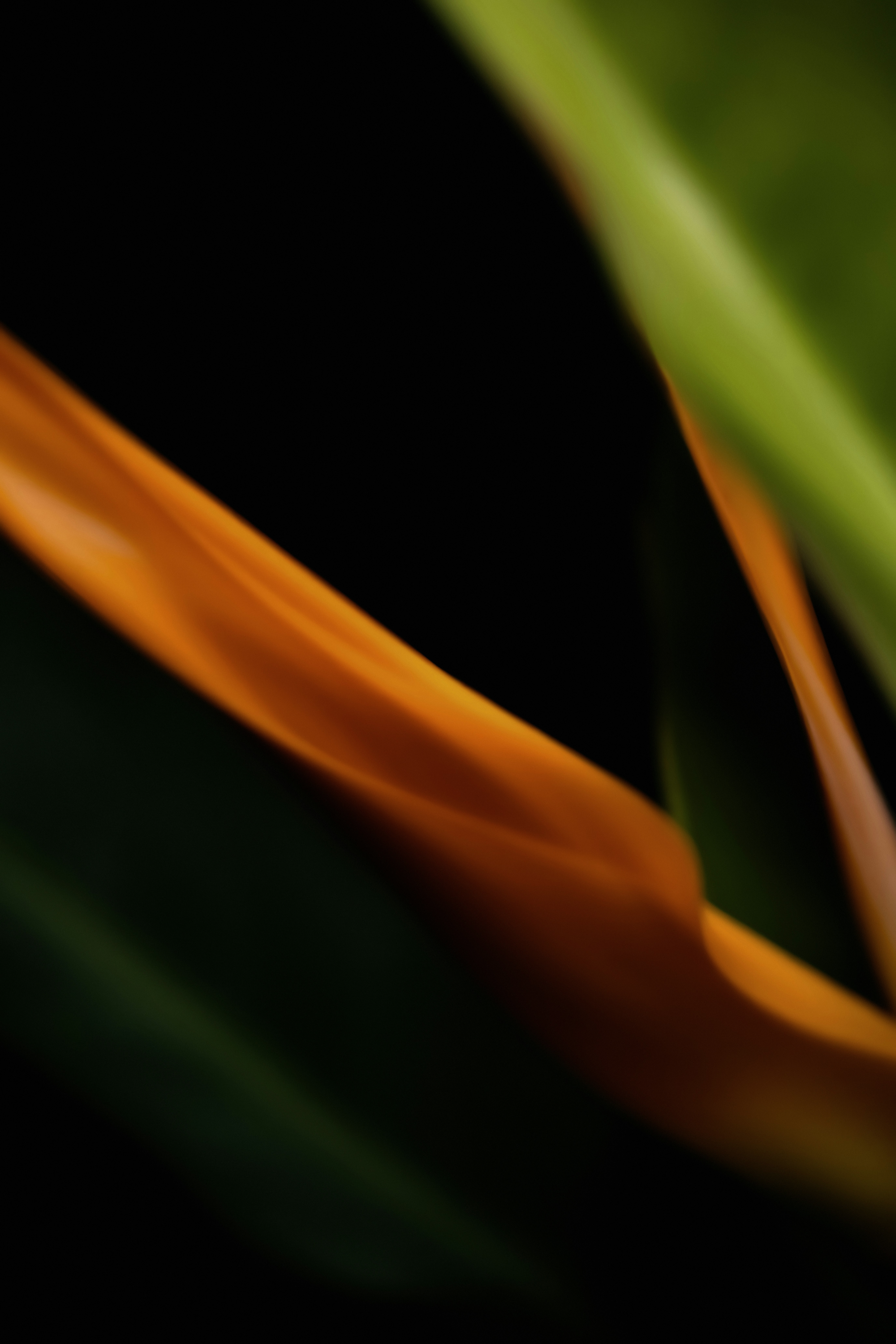 Green leaf and orange petal intertwine against a black backdrop, highlighting their vibrant contrast and delicate forms.