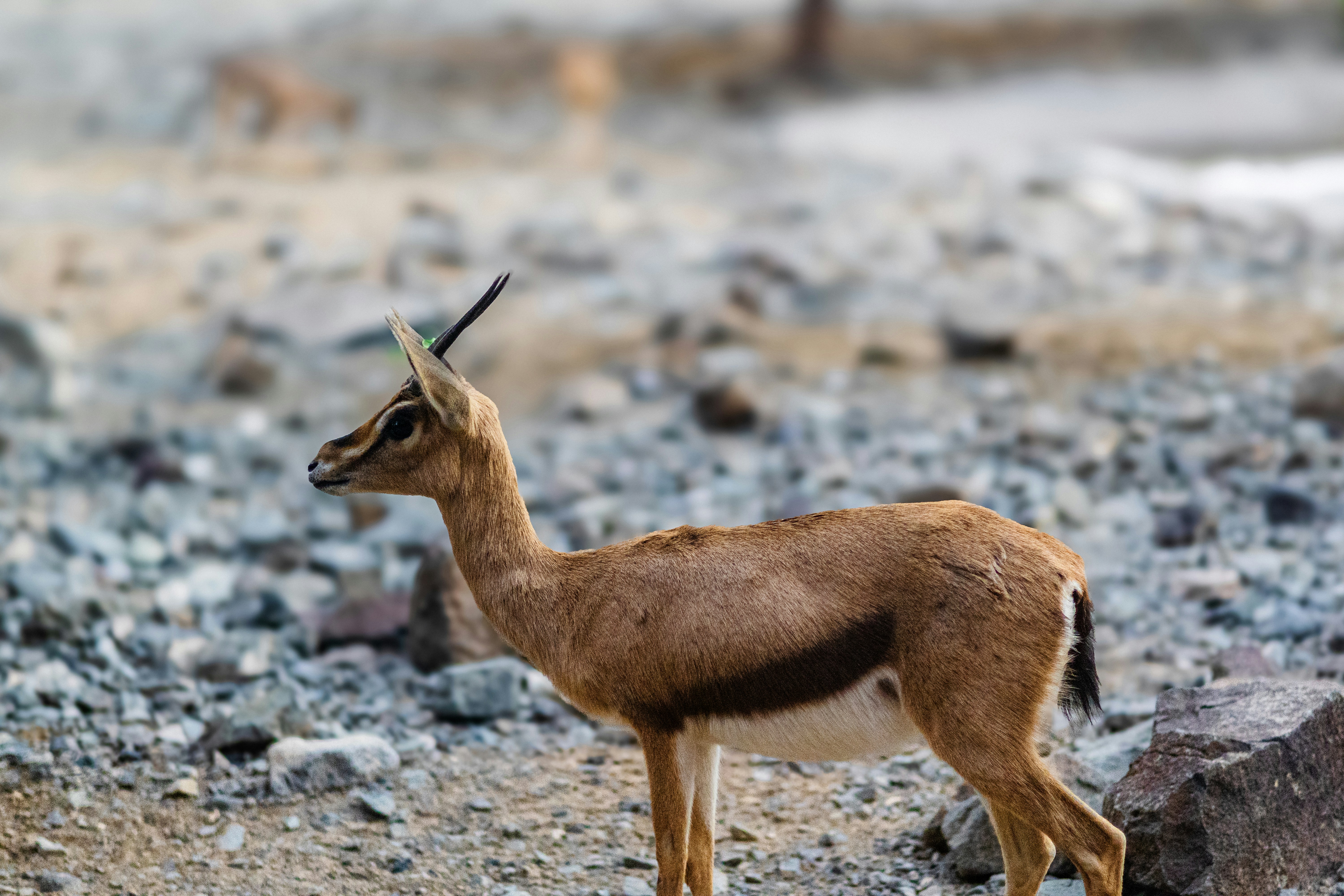 Photo by ANOOF C with Canon EOS R50