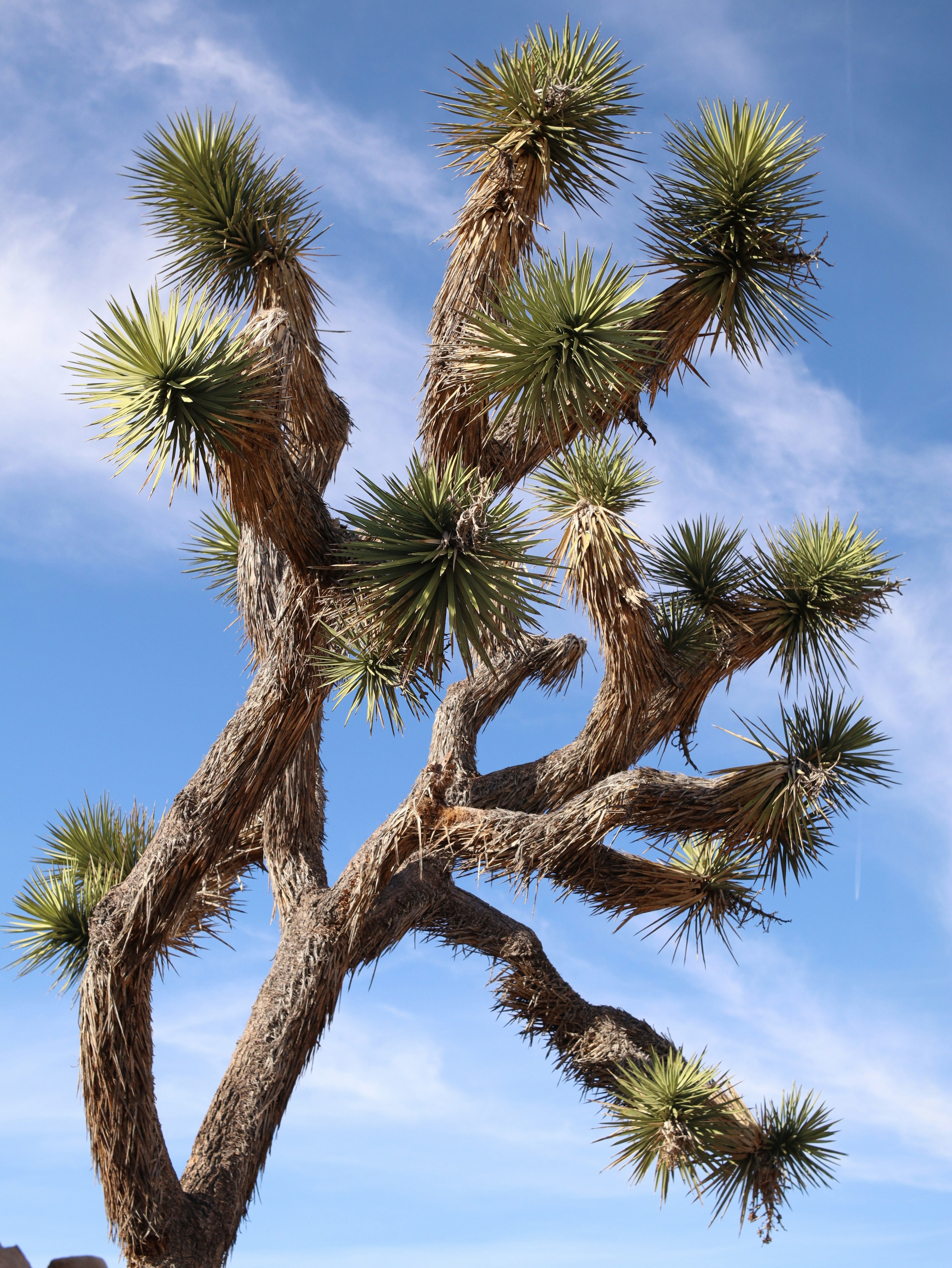 A large cactus tree in the middle of a desert photo – Free Joshua tree ...