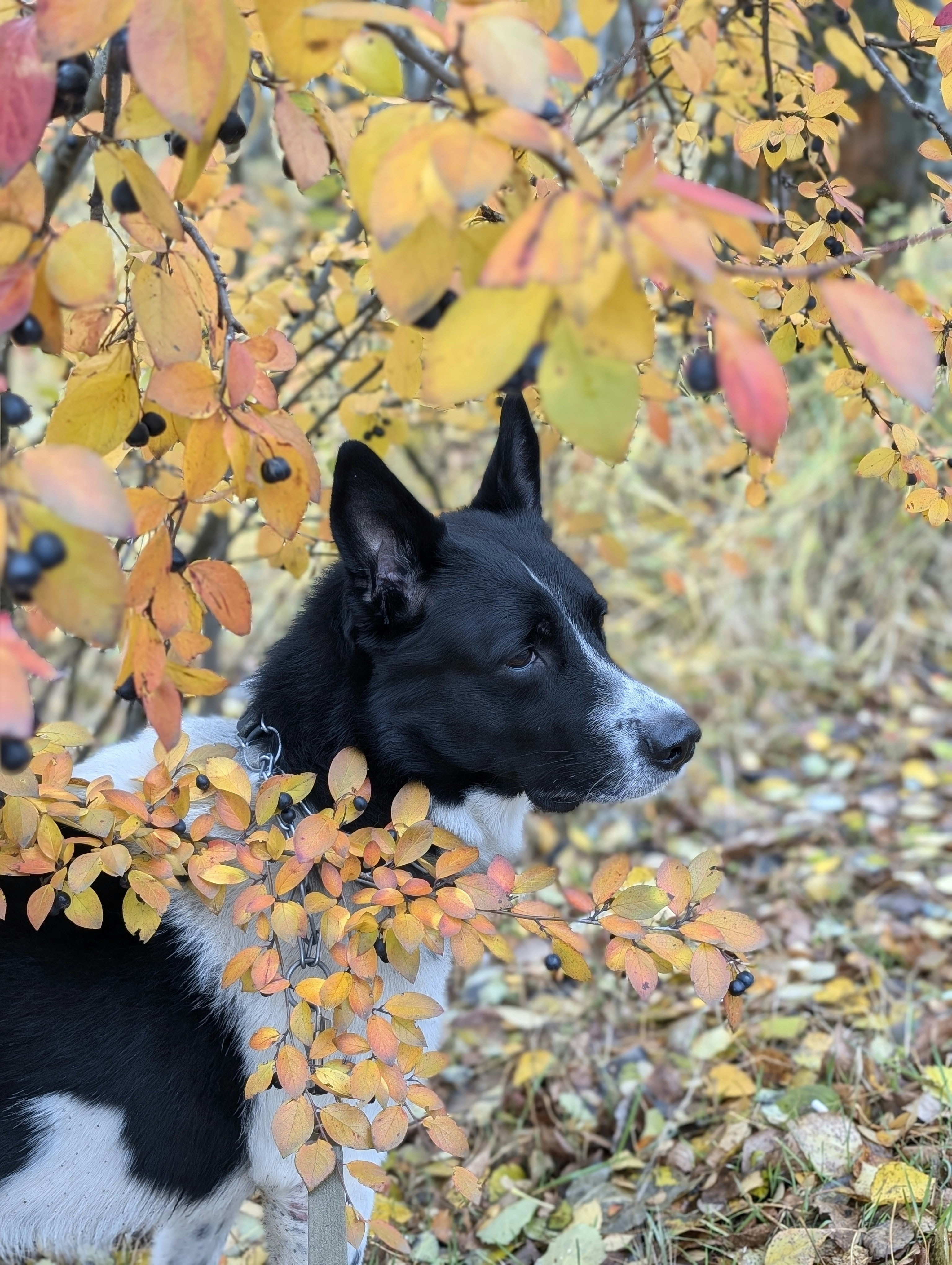 Hidden in Autumn: A Black-and-White Spaniel Among Golden Hues