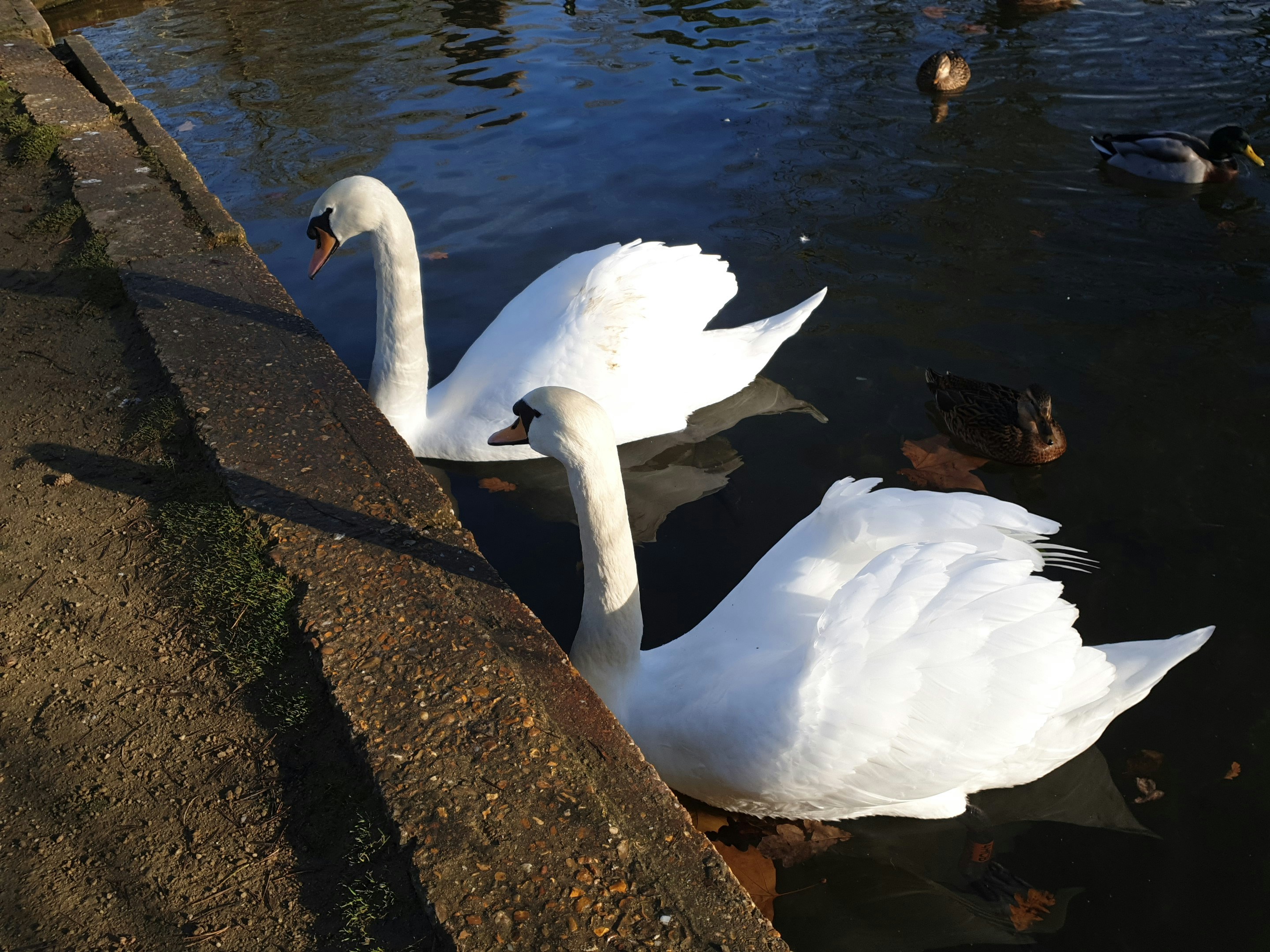 Graceful Swans by the Waterside