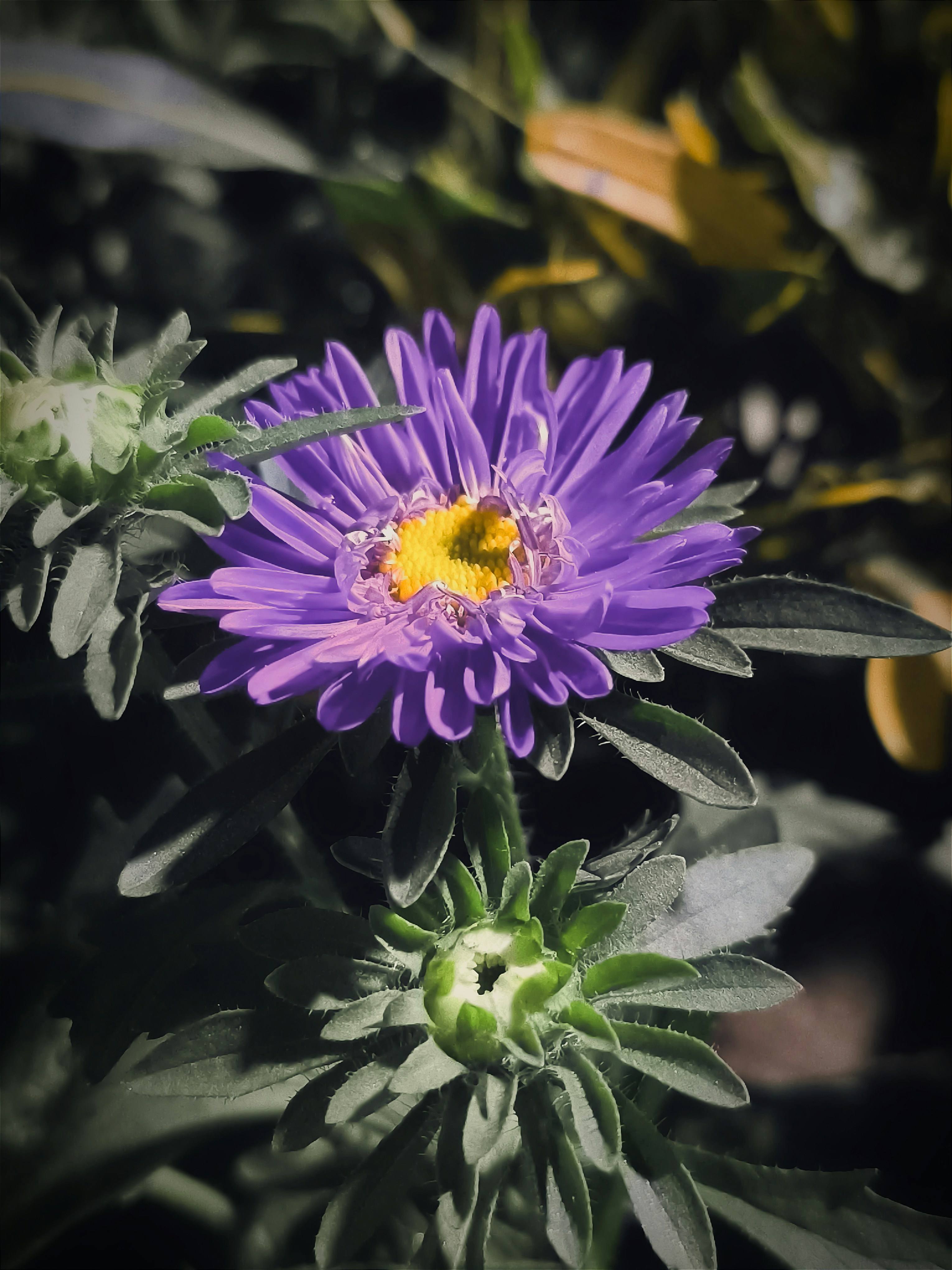 Photo by Shahriar S. with Xiaomi Redmi Note 13 Pro Plus