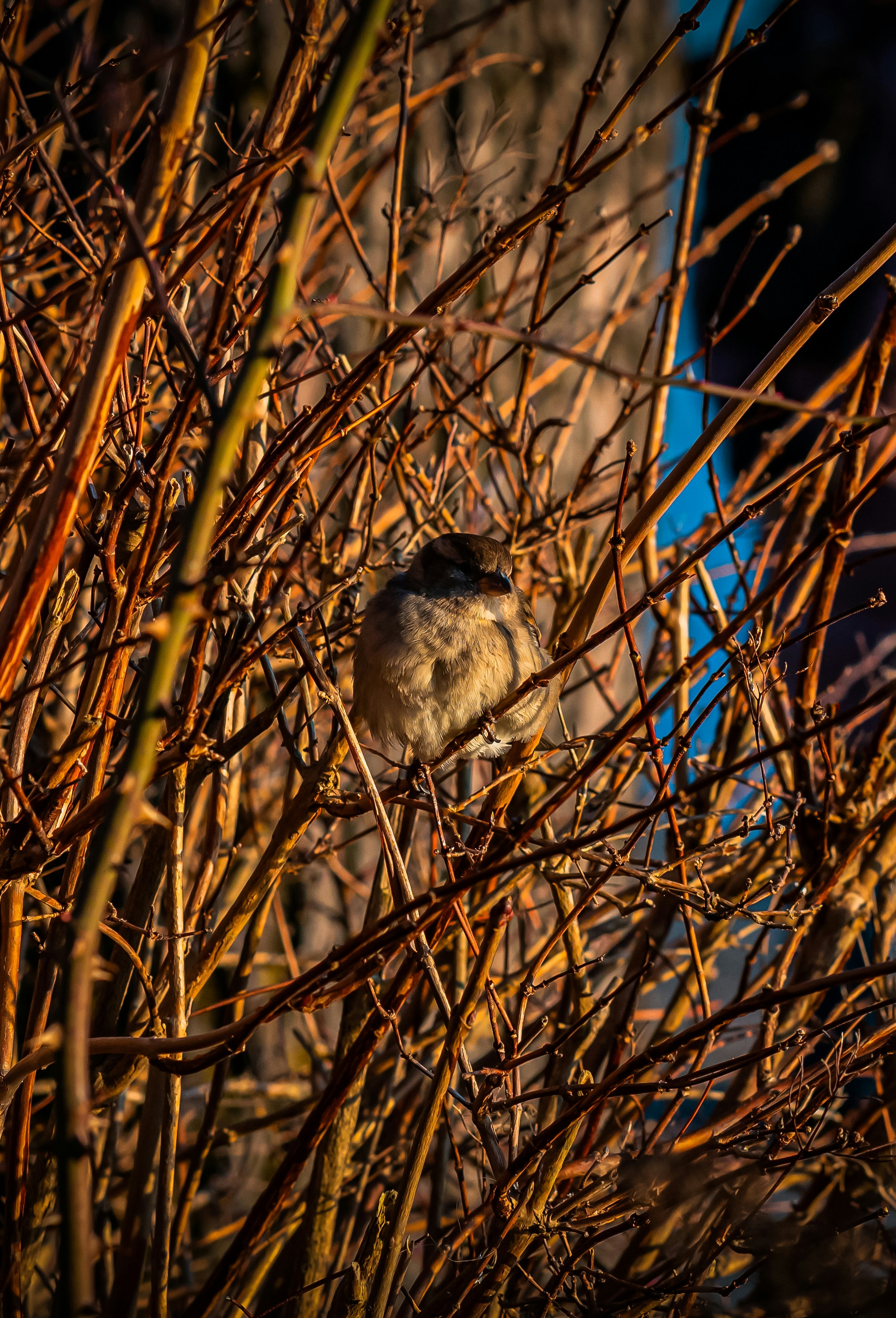 A small bird sitting on top of a tree branch photo – Free X Image on ...