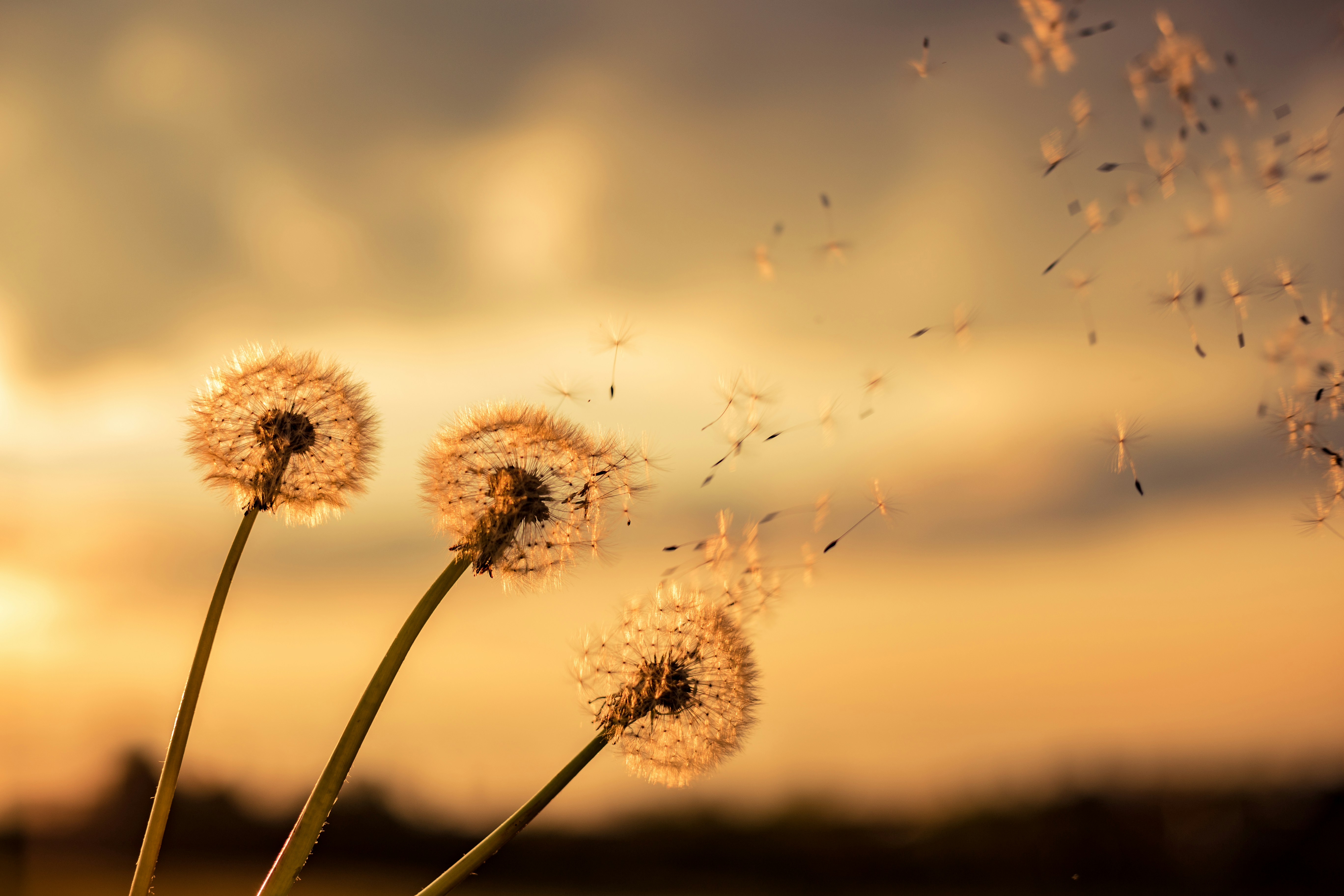 Three dandelions blowing in the wind at sunset photo – Free Nature Image on Unsplash