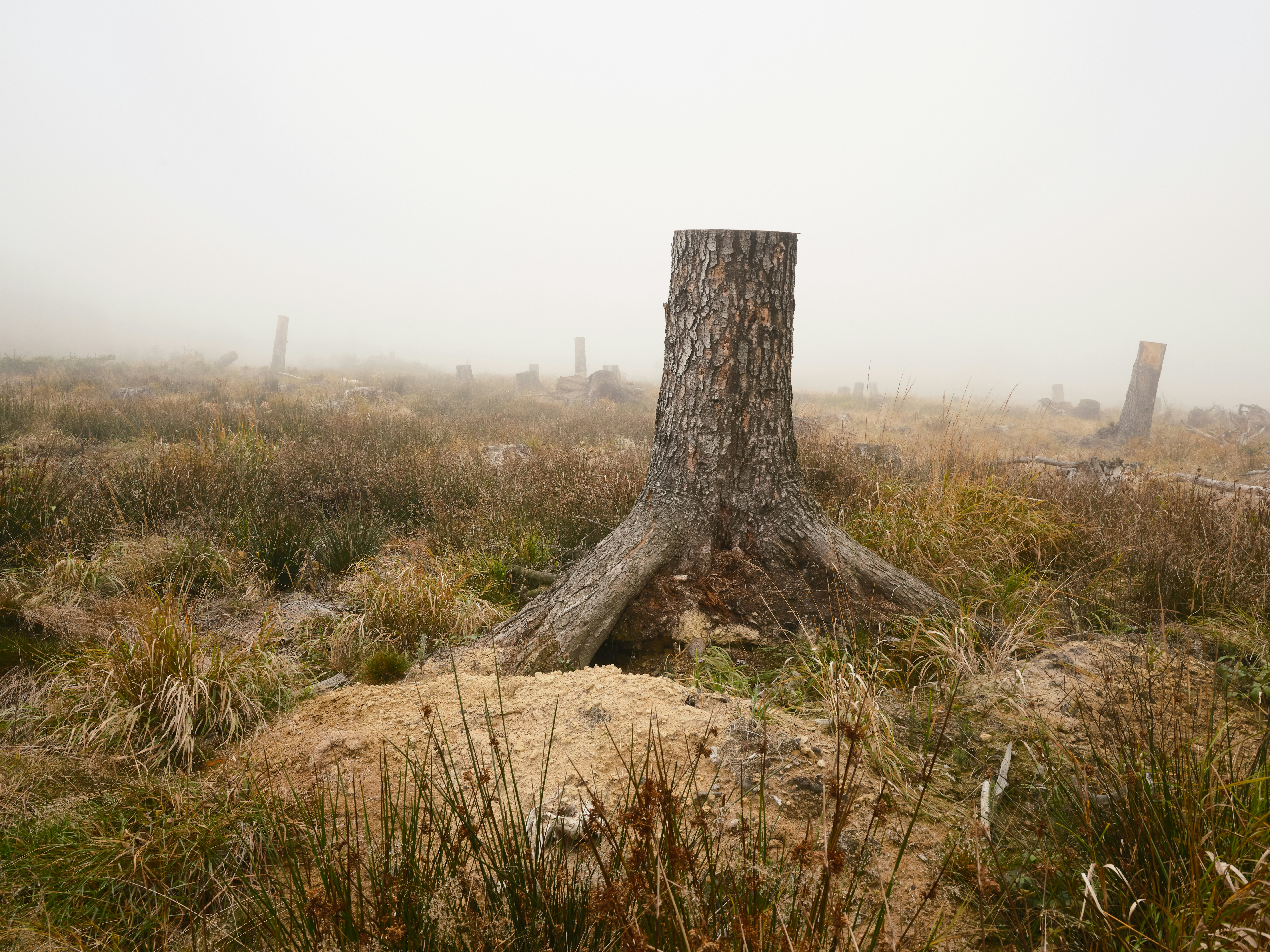 A tree stump in the middle of a foggy field photo – Free Broumovsko ...