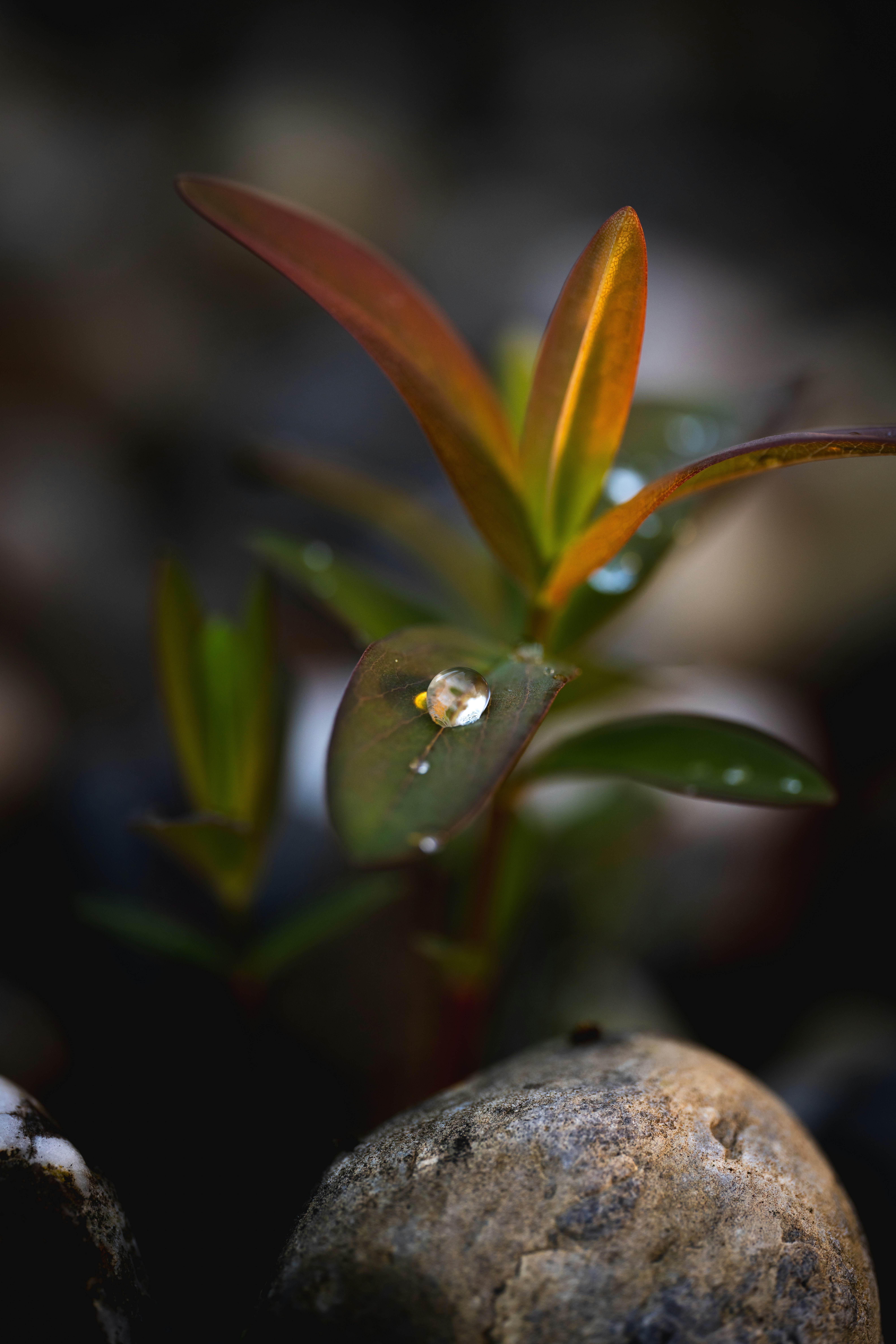 Dew on a Copper-Toned Leaf: A Macro Moment of Stillness