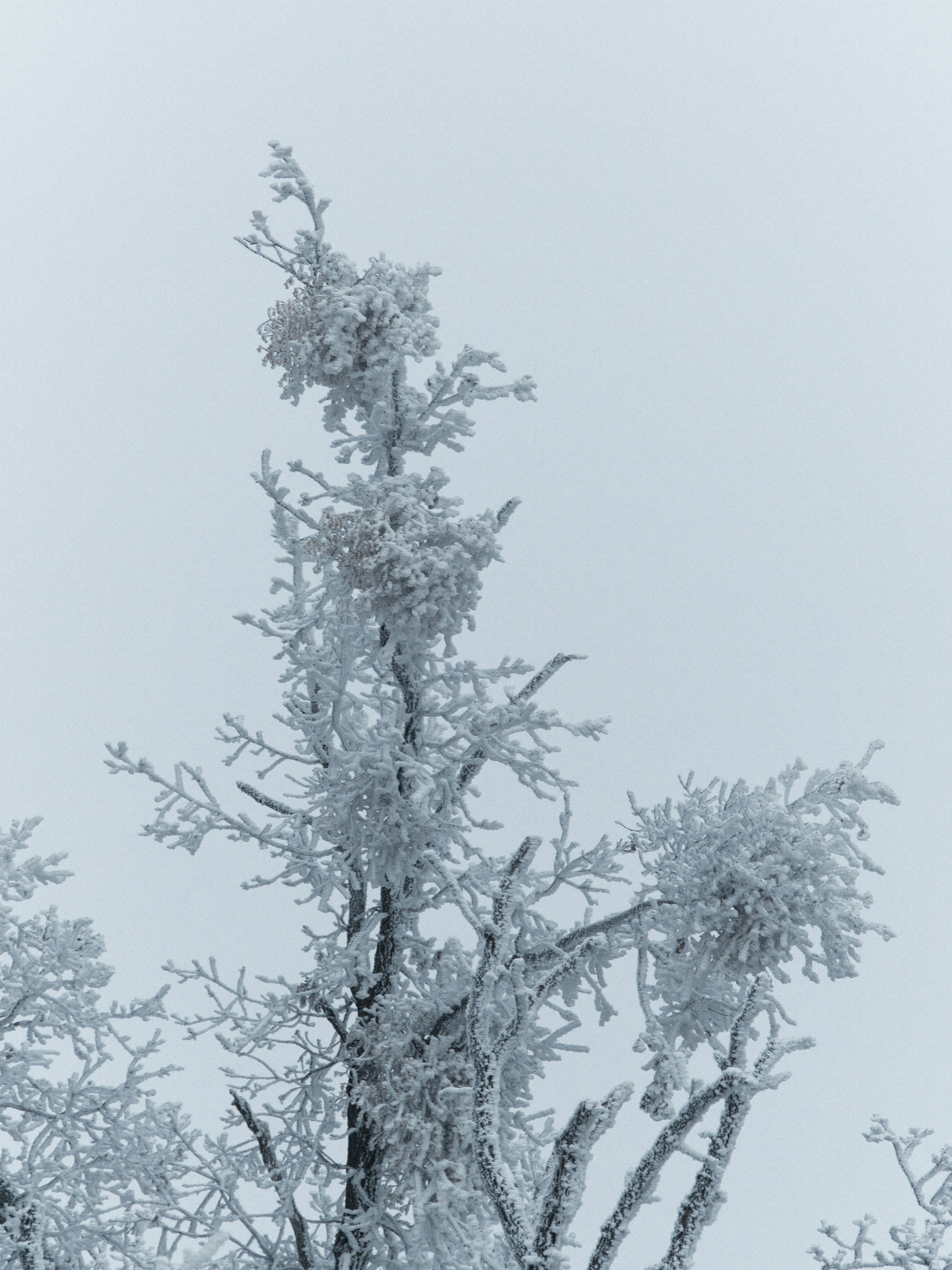 A tall tree covered in snow next to a forest photo – Free Frost Image ...