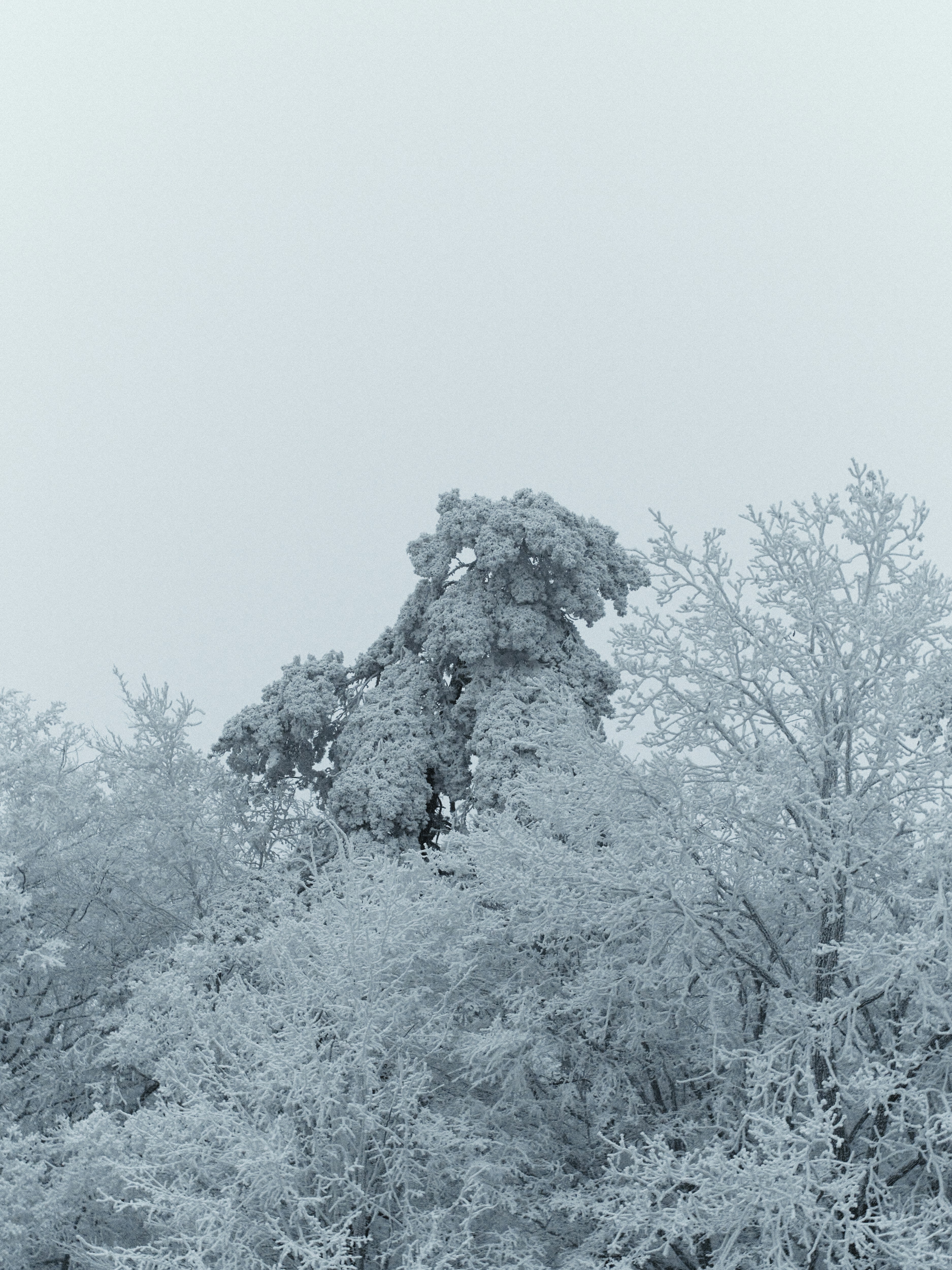 Snow-Crowned Sentinel Amid Frosted Canopy