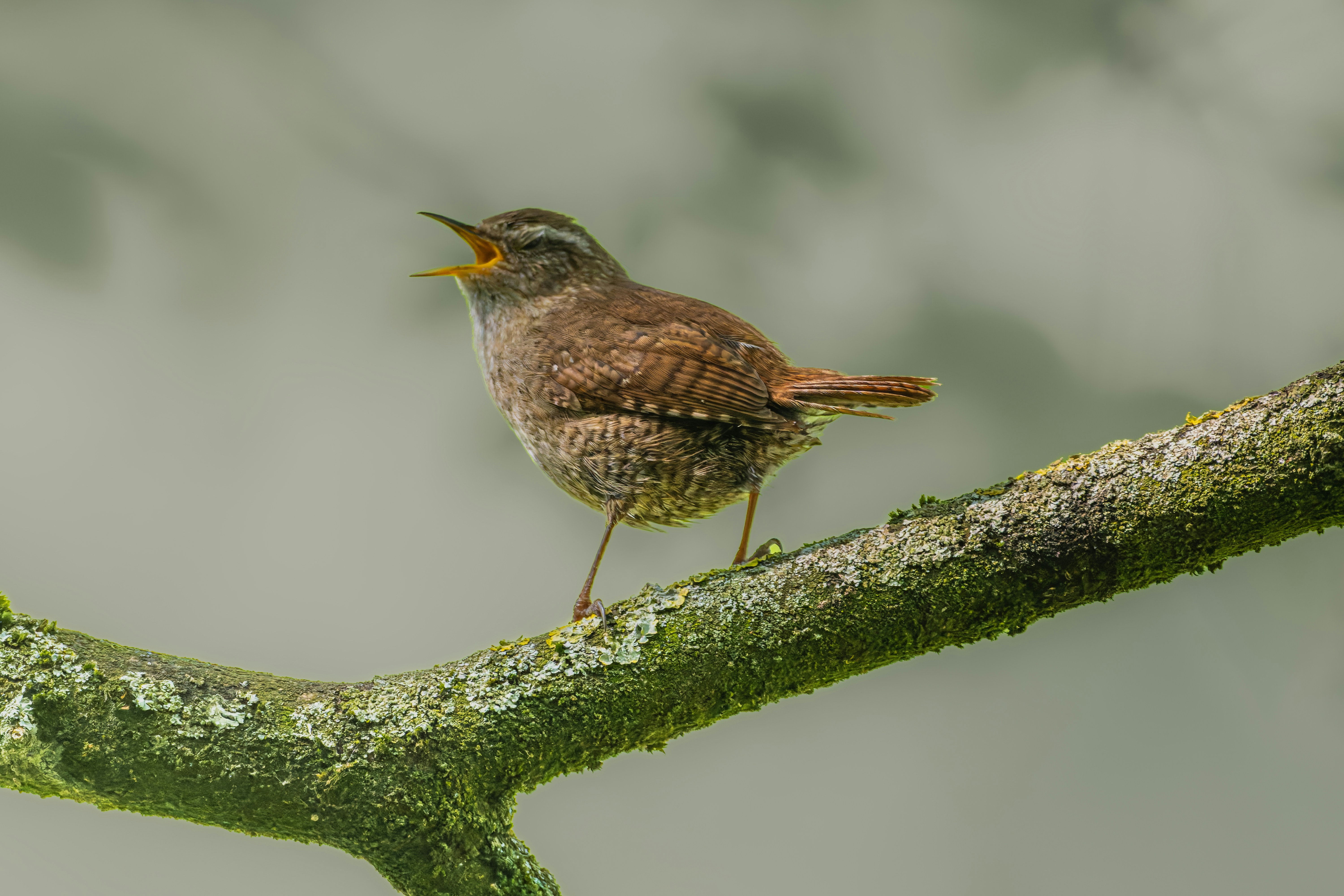 Singing on a Lichen-Dusted Limb