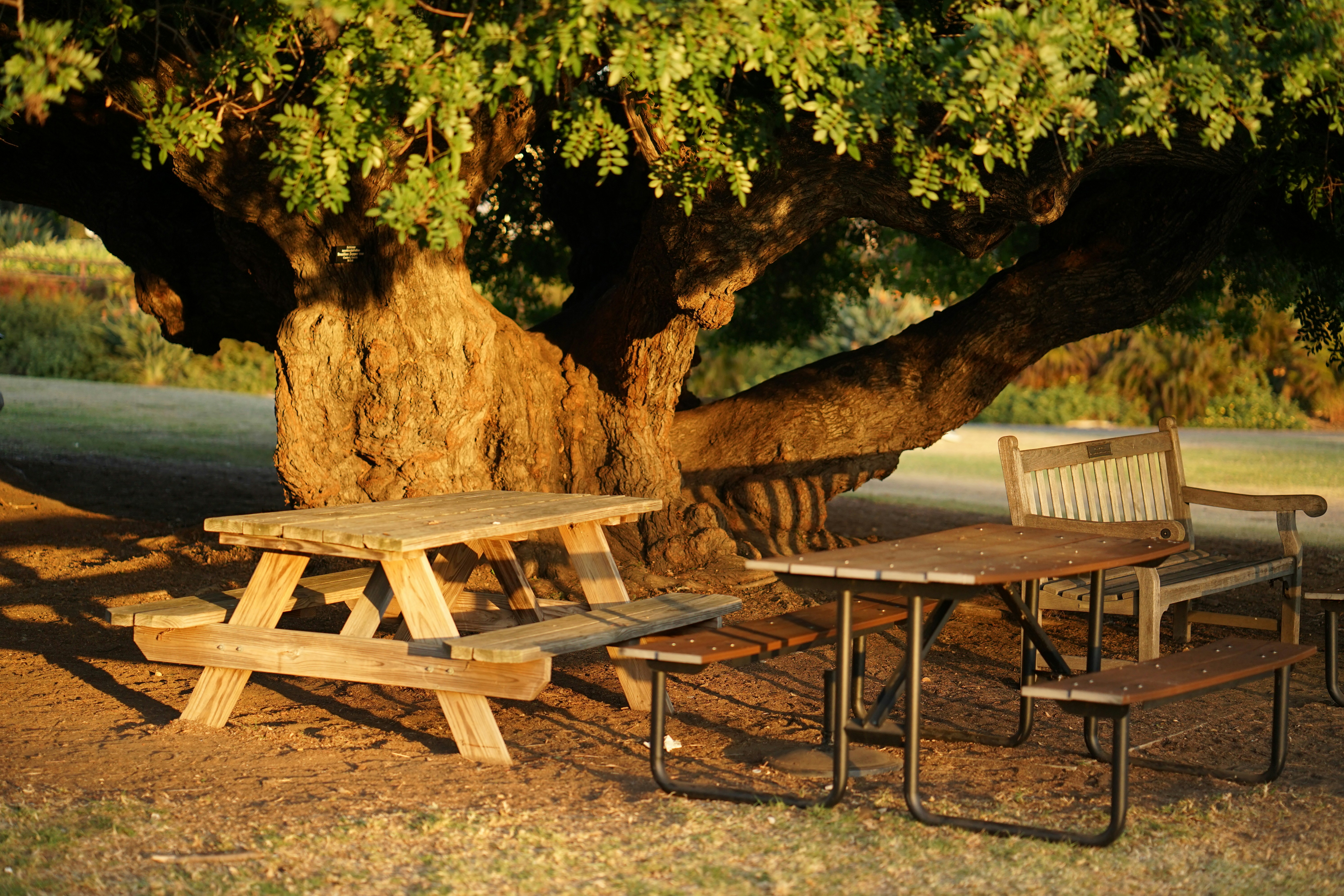 Une table de pique-sous un grand arbre dans un parc photo – Image ...
