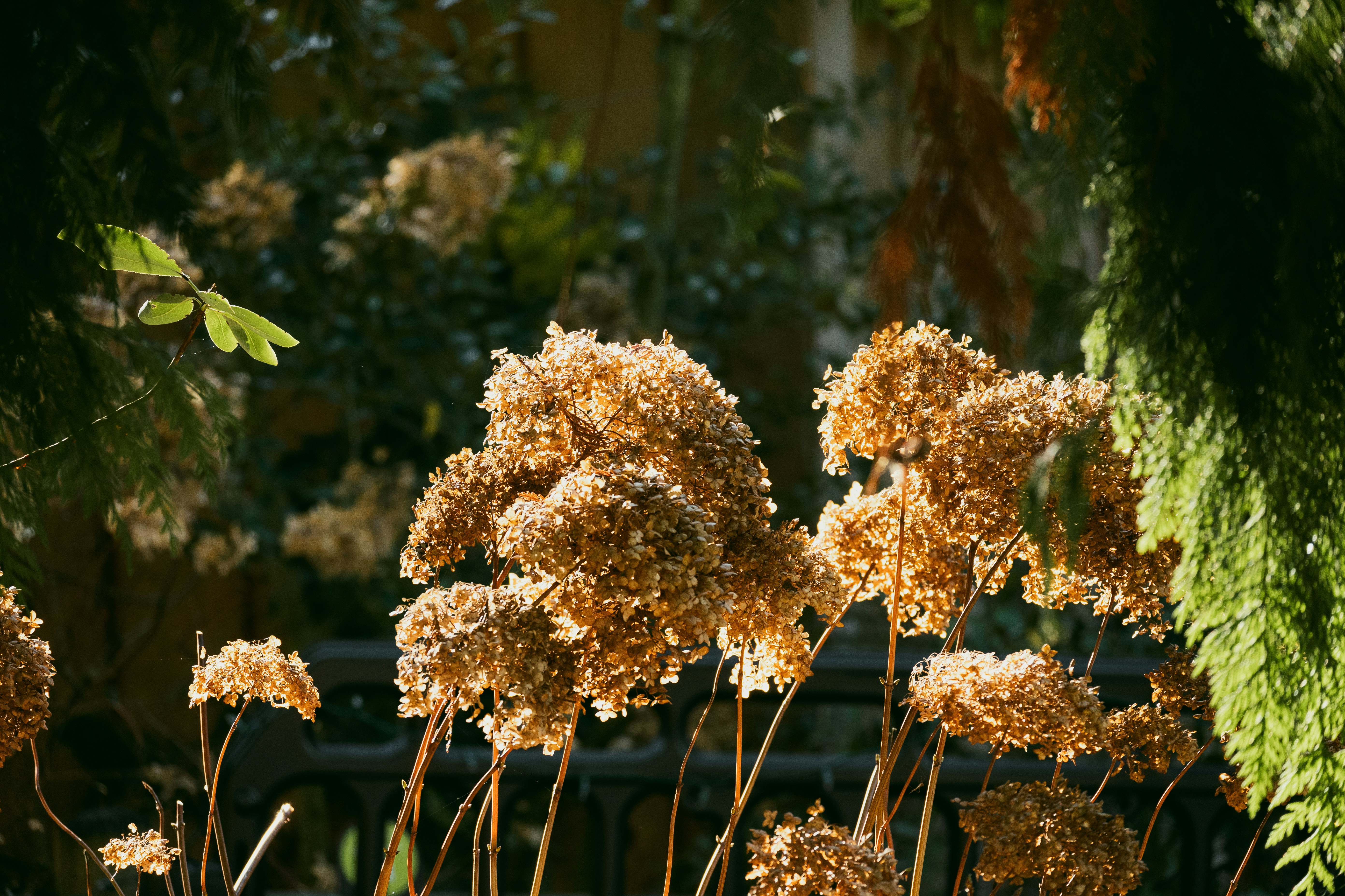 Sun-Kissed Amber Seed Heads Along a Shadowed Garden Fence