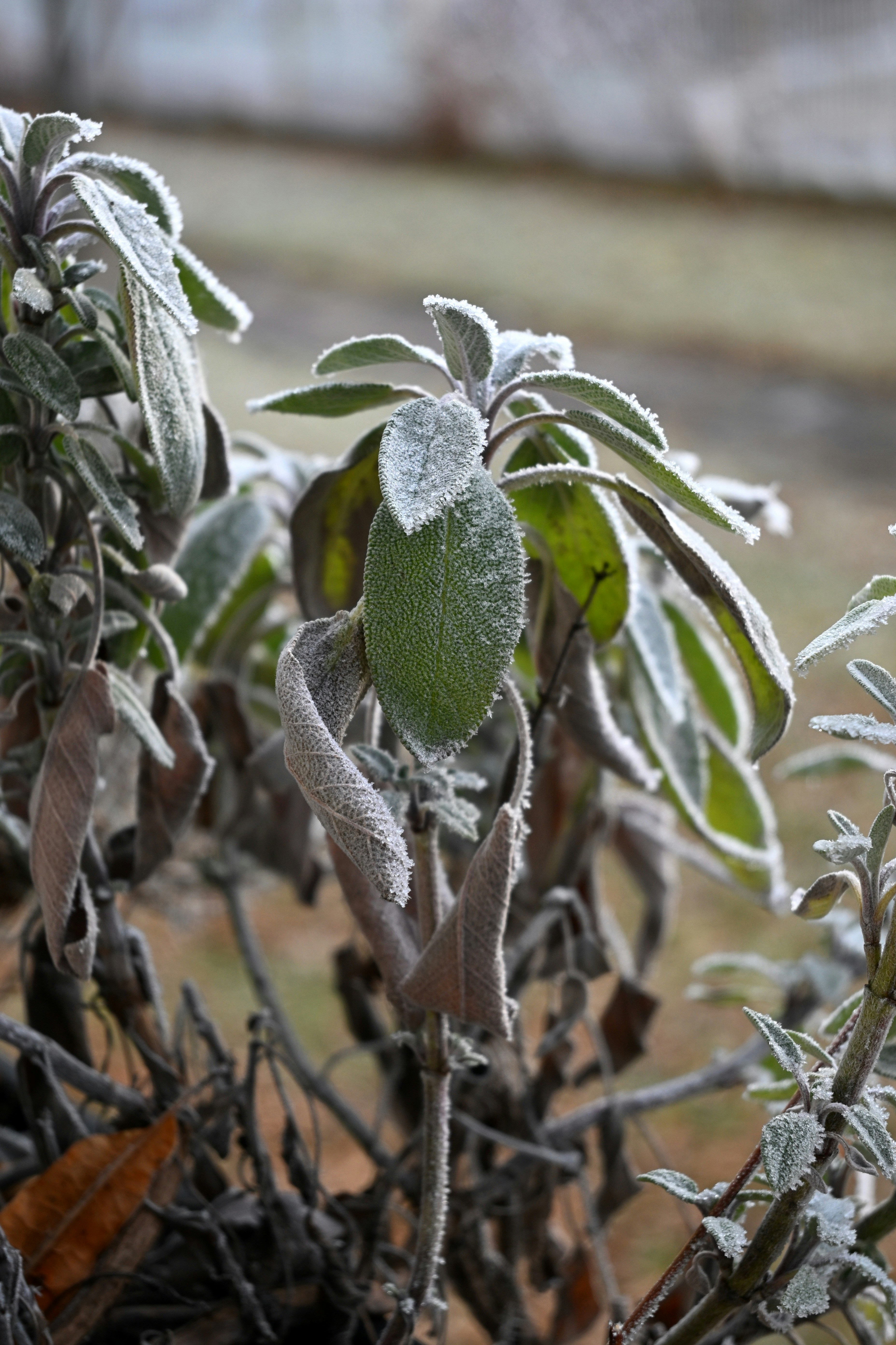 Ice-kissed Foliage: Frost-Trimmed Leaves in Winter Light