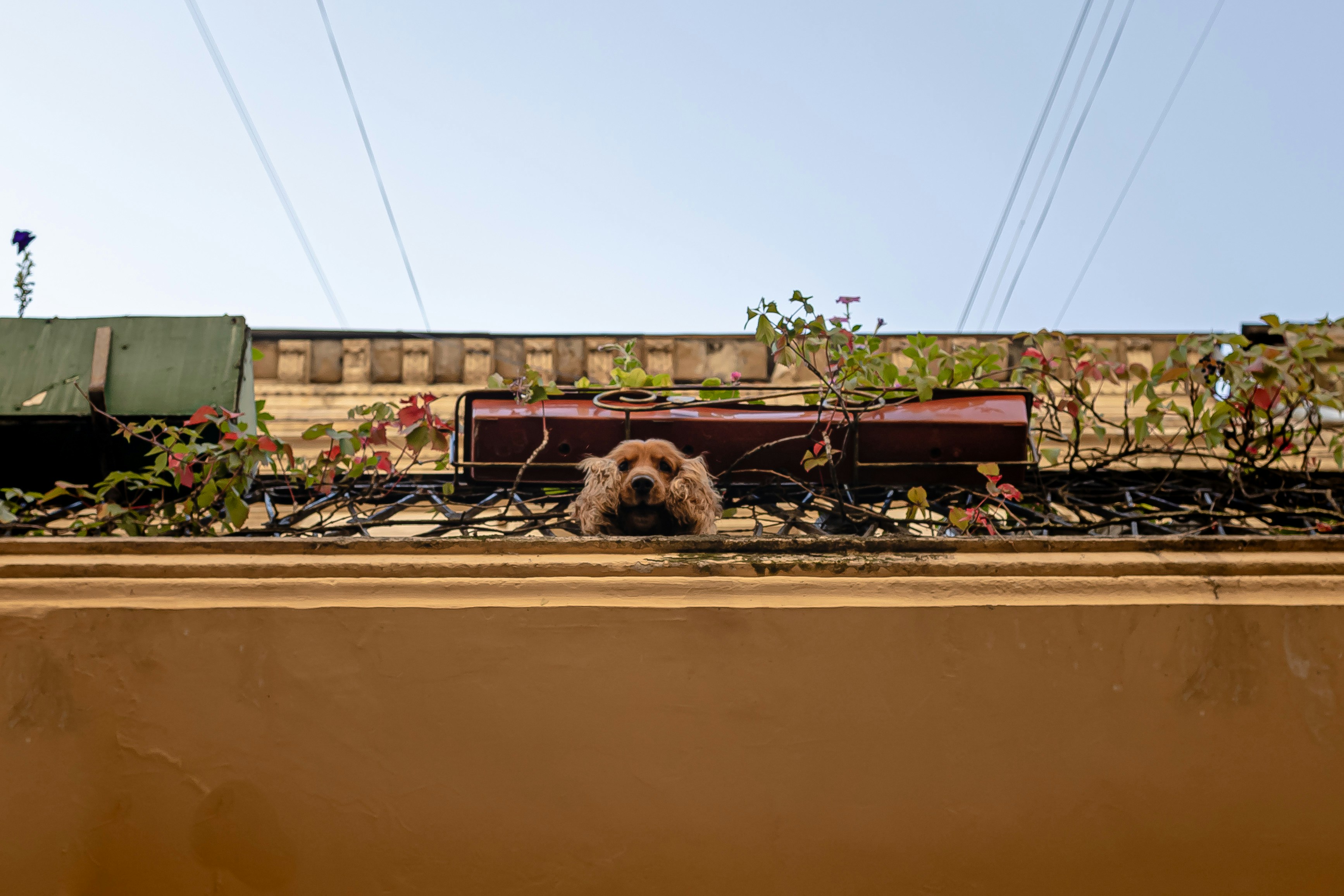 Rooftop Gaze: A Curious Pup Peeks Over the Balcony Edge
