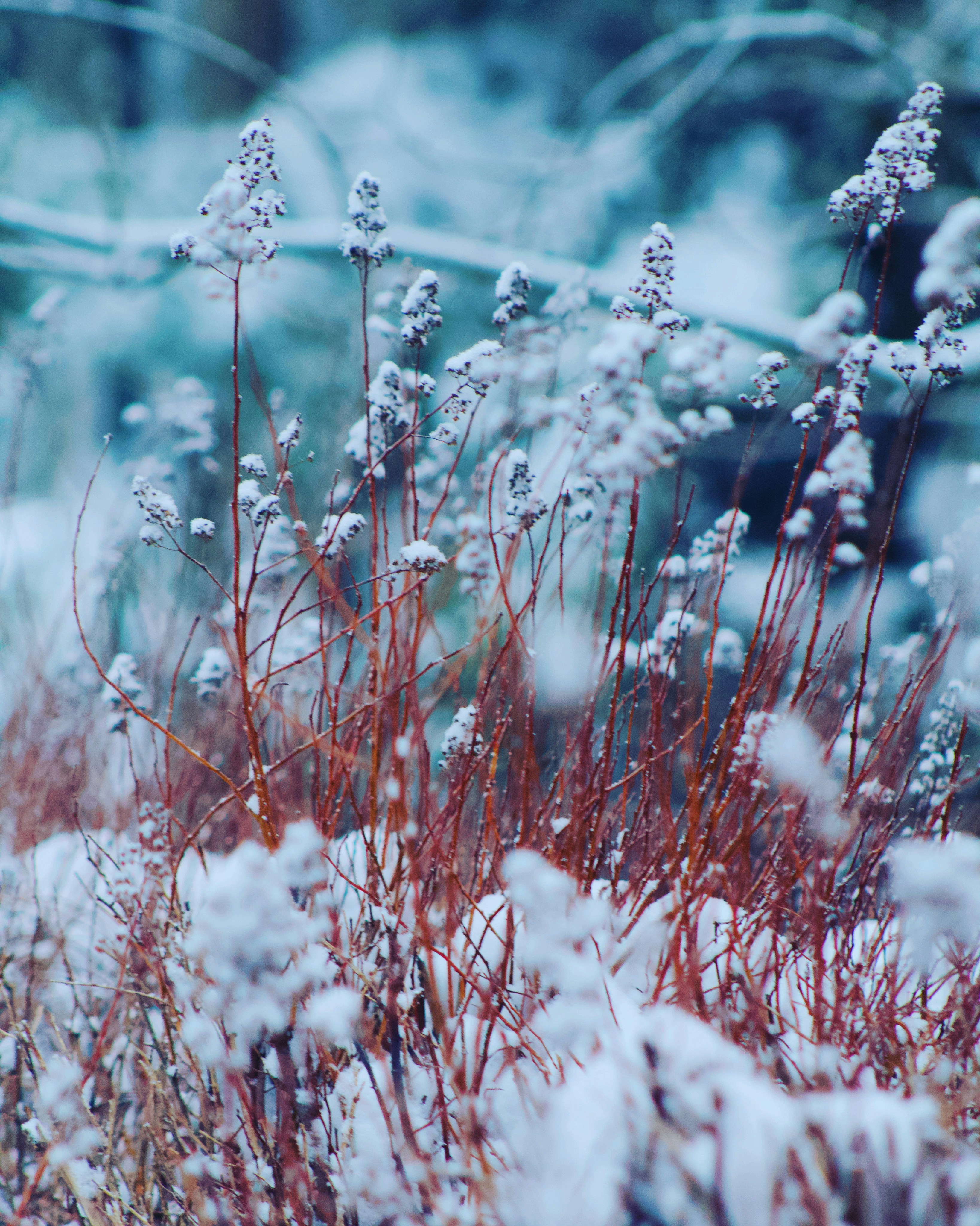 A bunch of snow covered plants in a field photo – Free Norway Image on ...