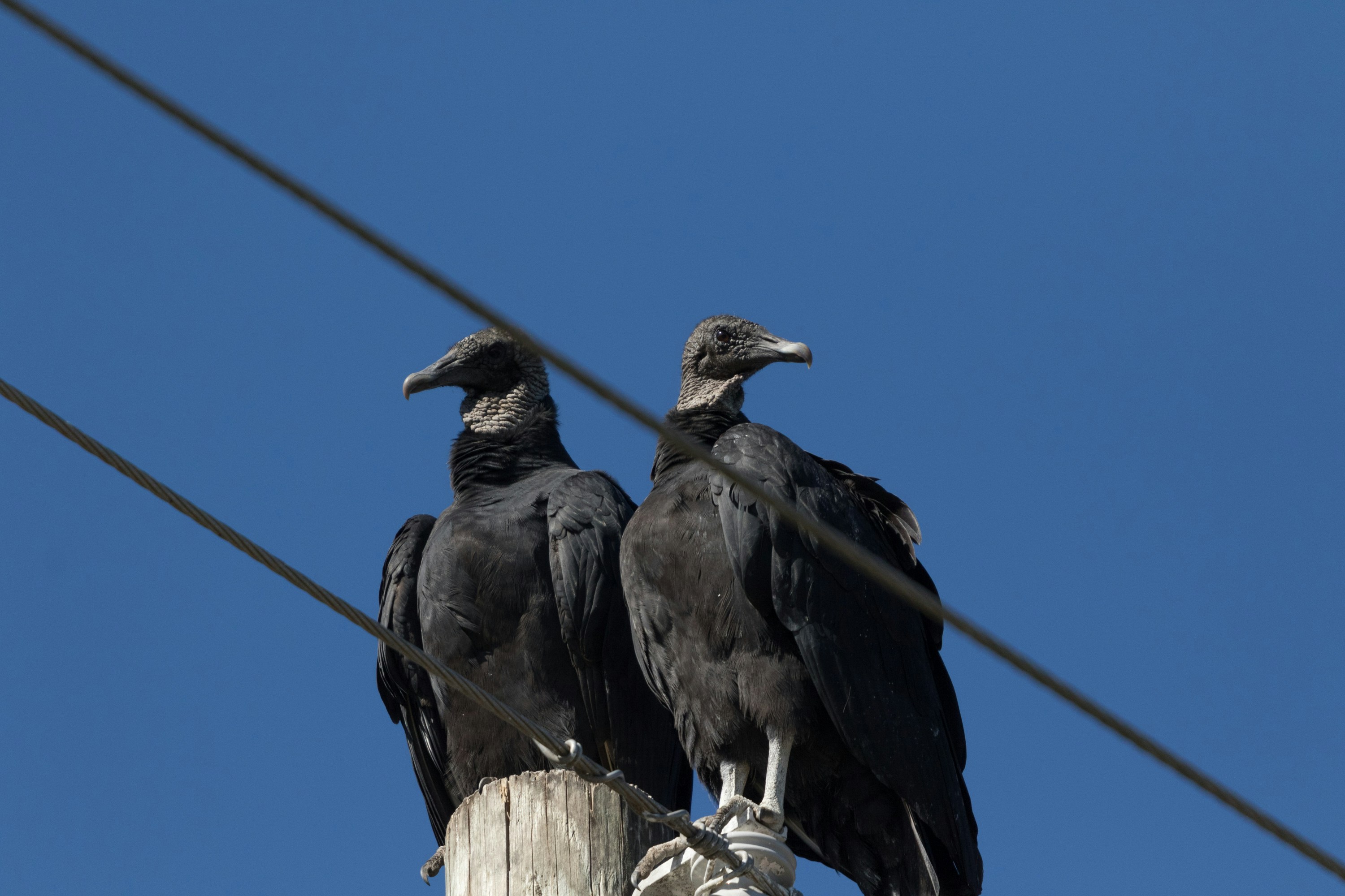 Pair of Cormorants on Weathered Post Under a Cerulean Sky