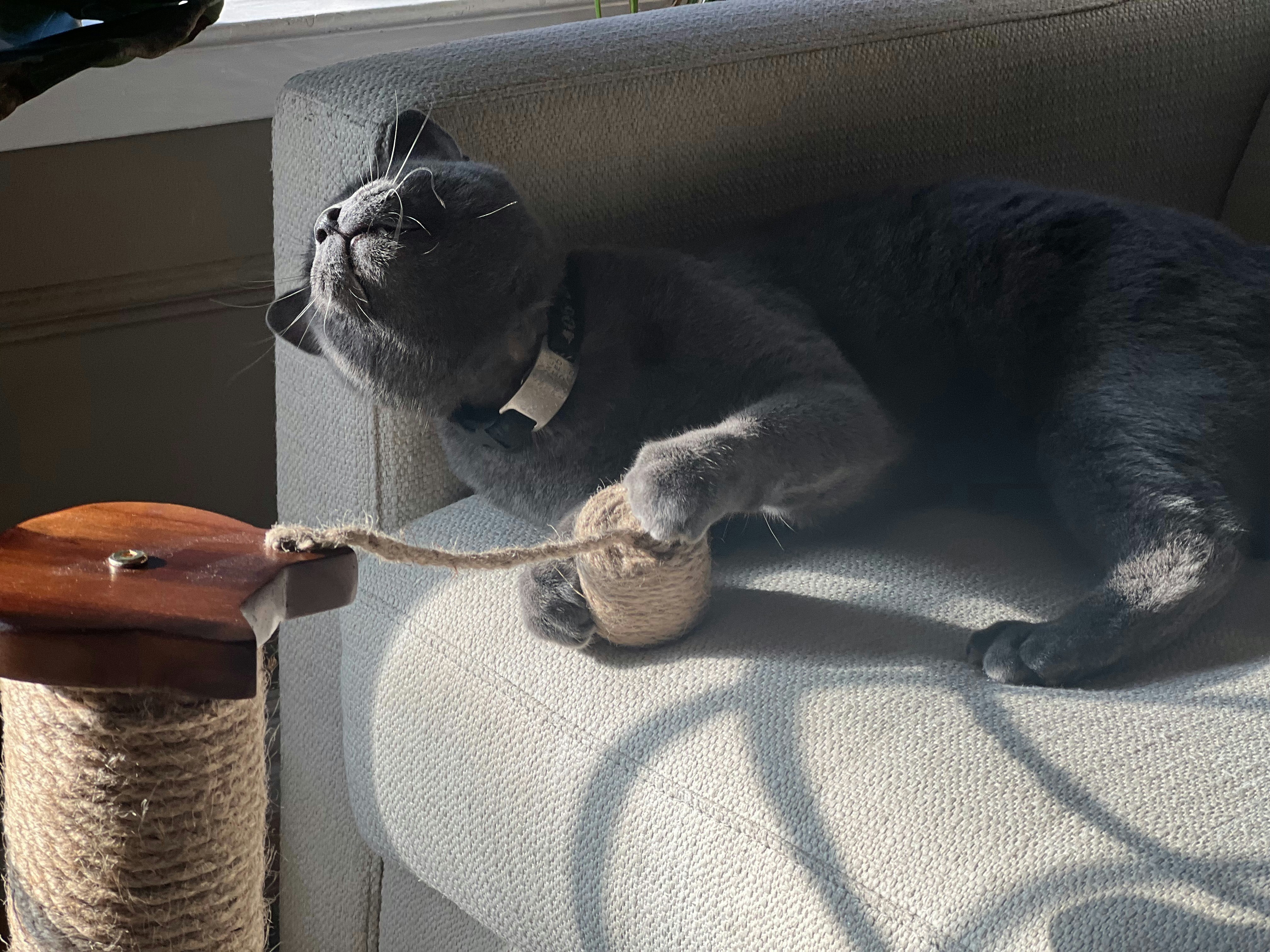 Sunbeam Reverie: A Gray Cat Pauses on a Soft Sofa with a Rope Toy