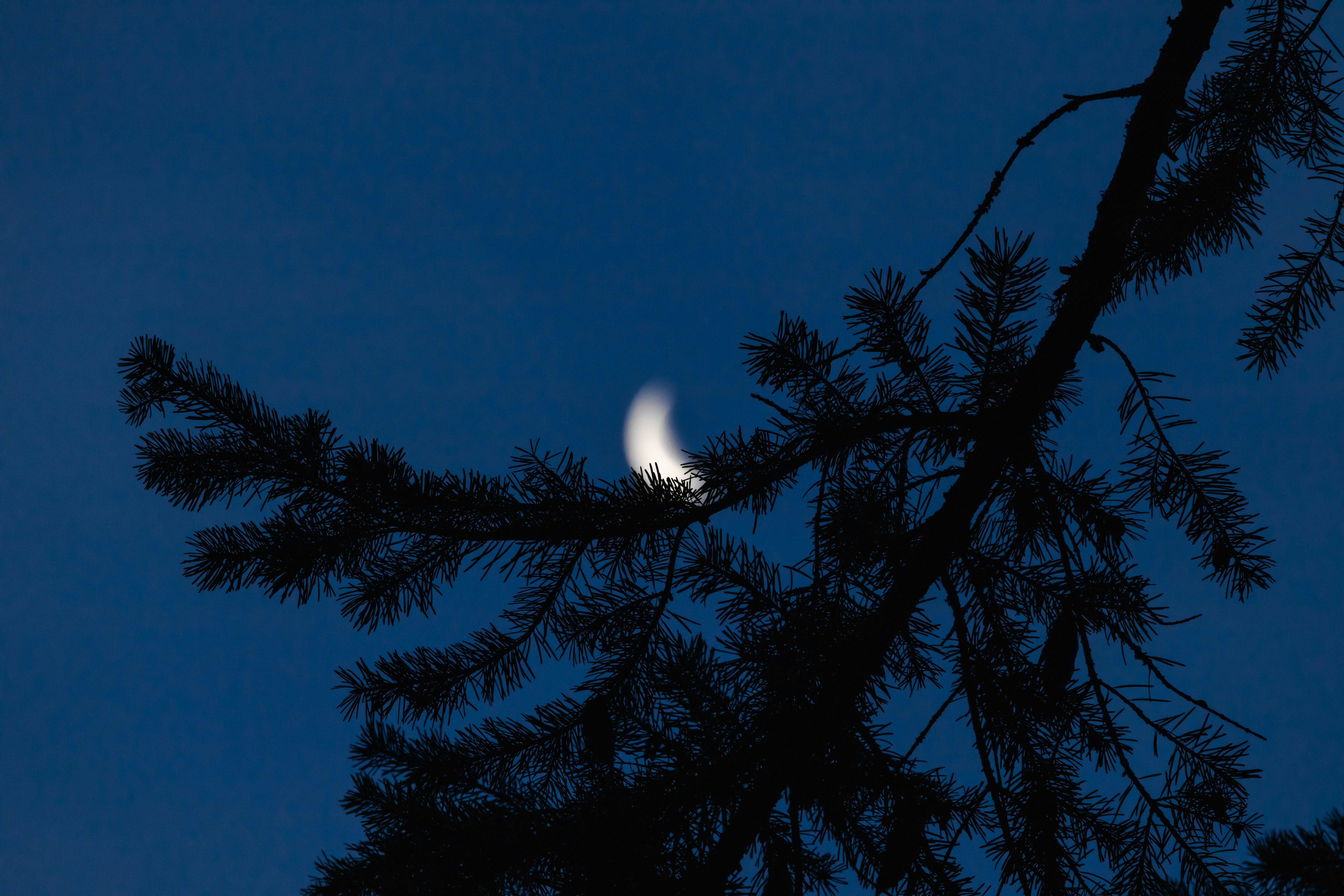 The moon is seen through the branches of a pine tree photo – Free Moon ...