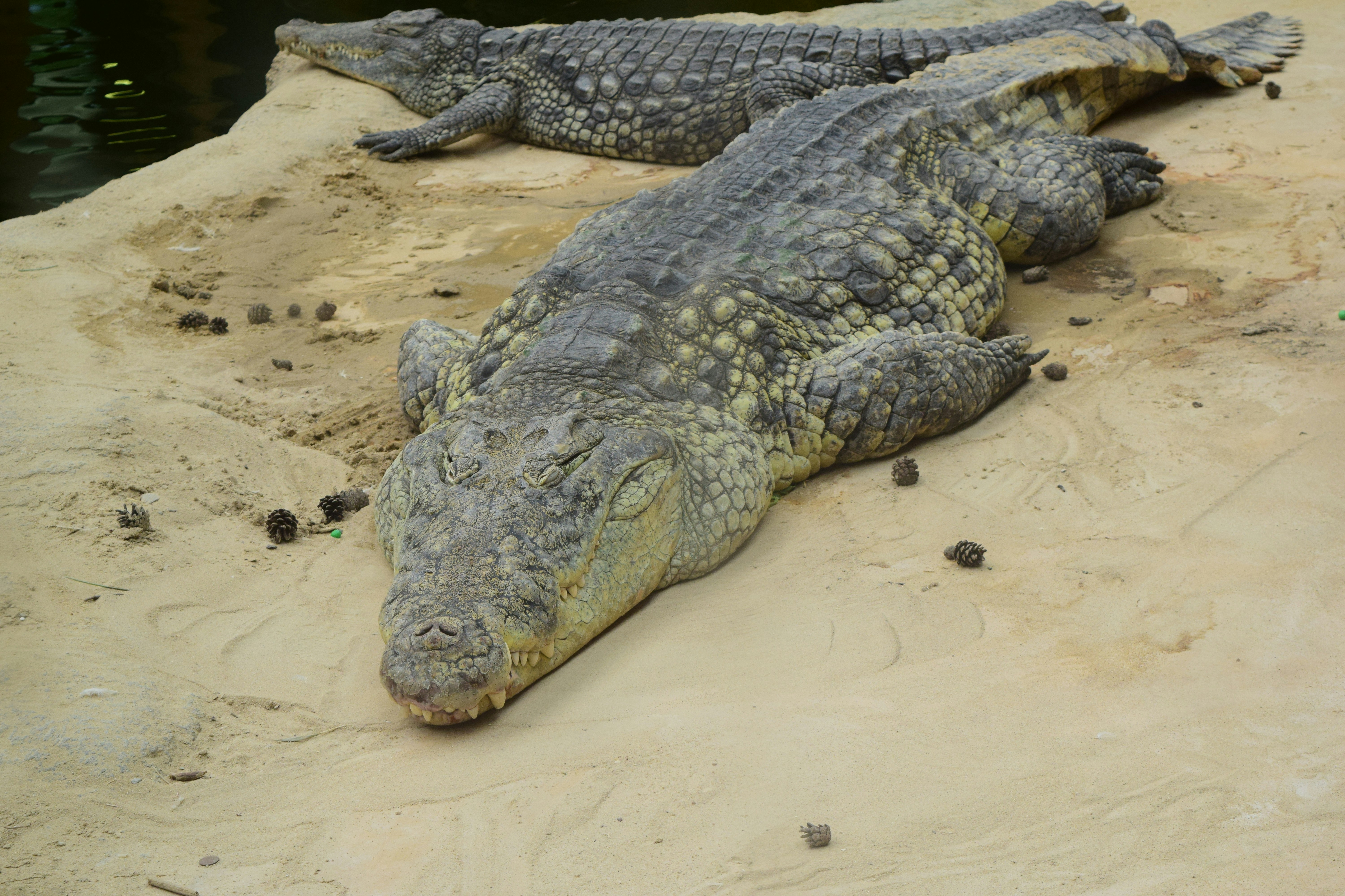 Sunlit Sandbank Rest: Foreground Crocodile Watches the Quiet River