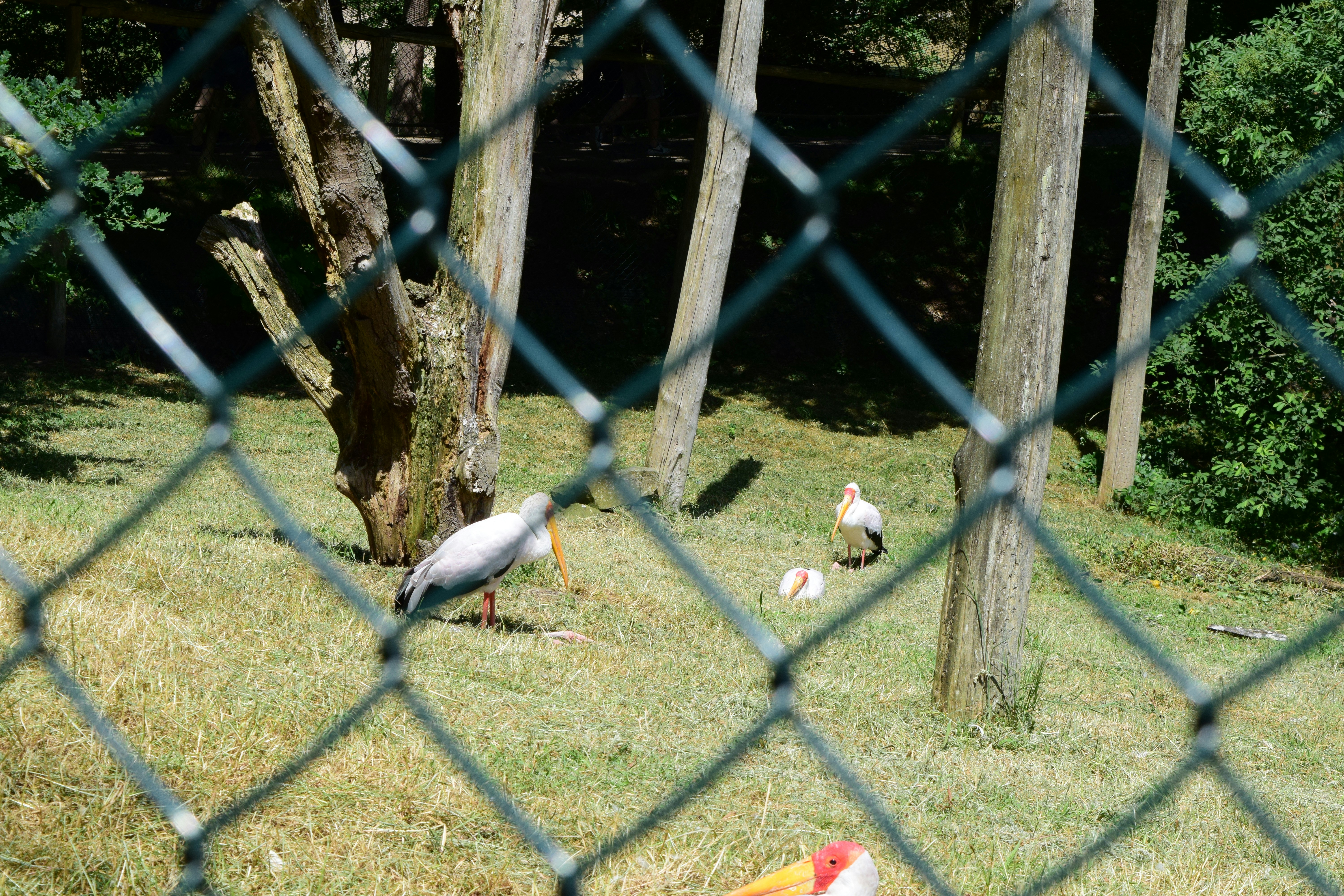 Chain-Link Serenade: White Waders in a Sunlit Enclosure