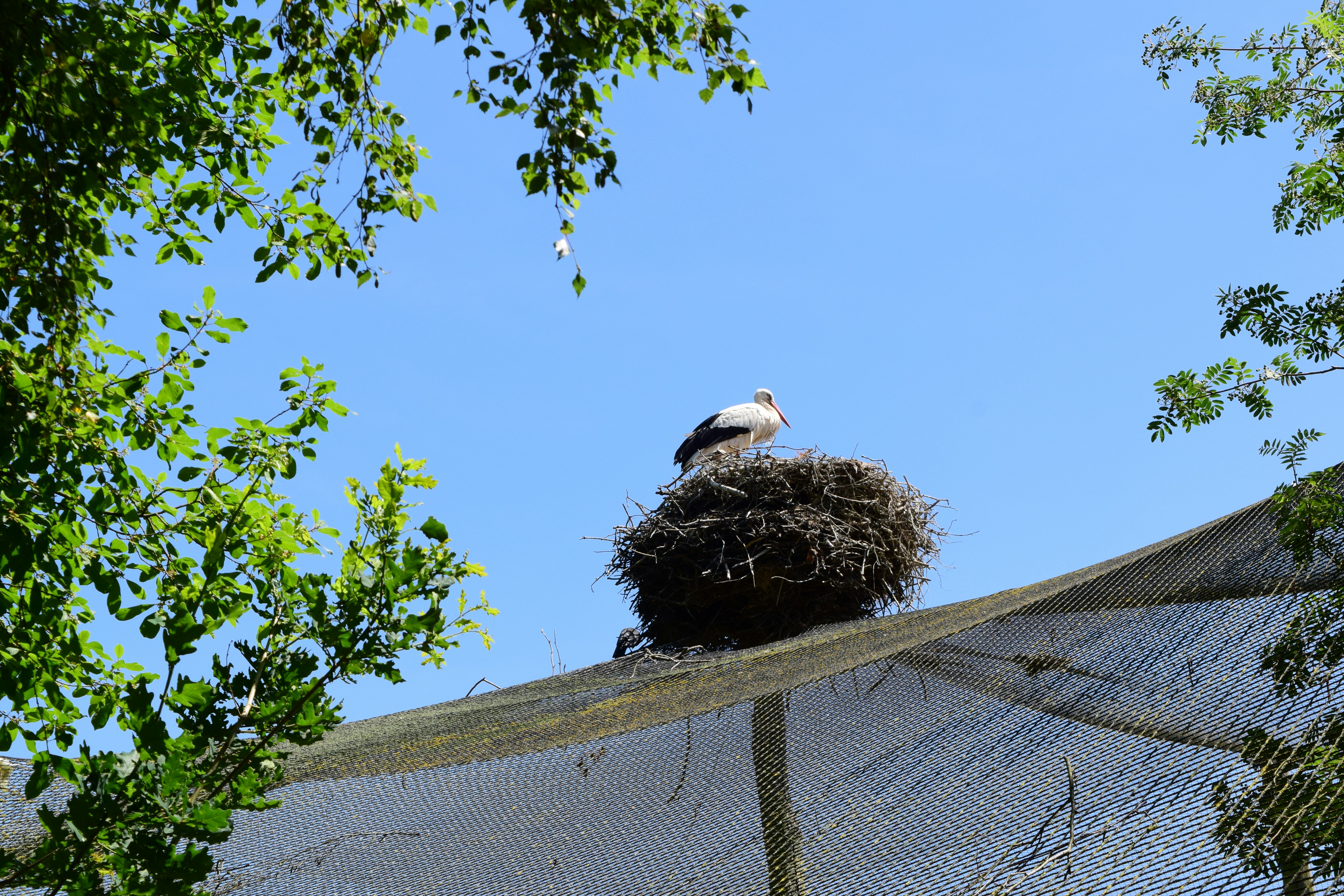 Gull Sentinel on a Rooftop Nest Above Mesh Under a Cobalt Sky