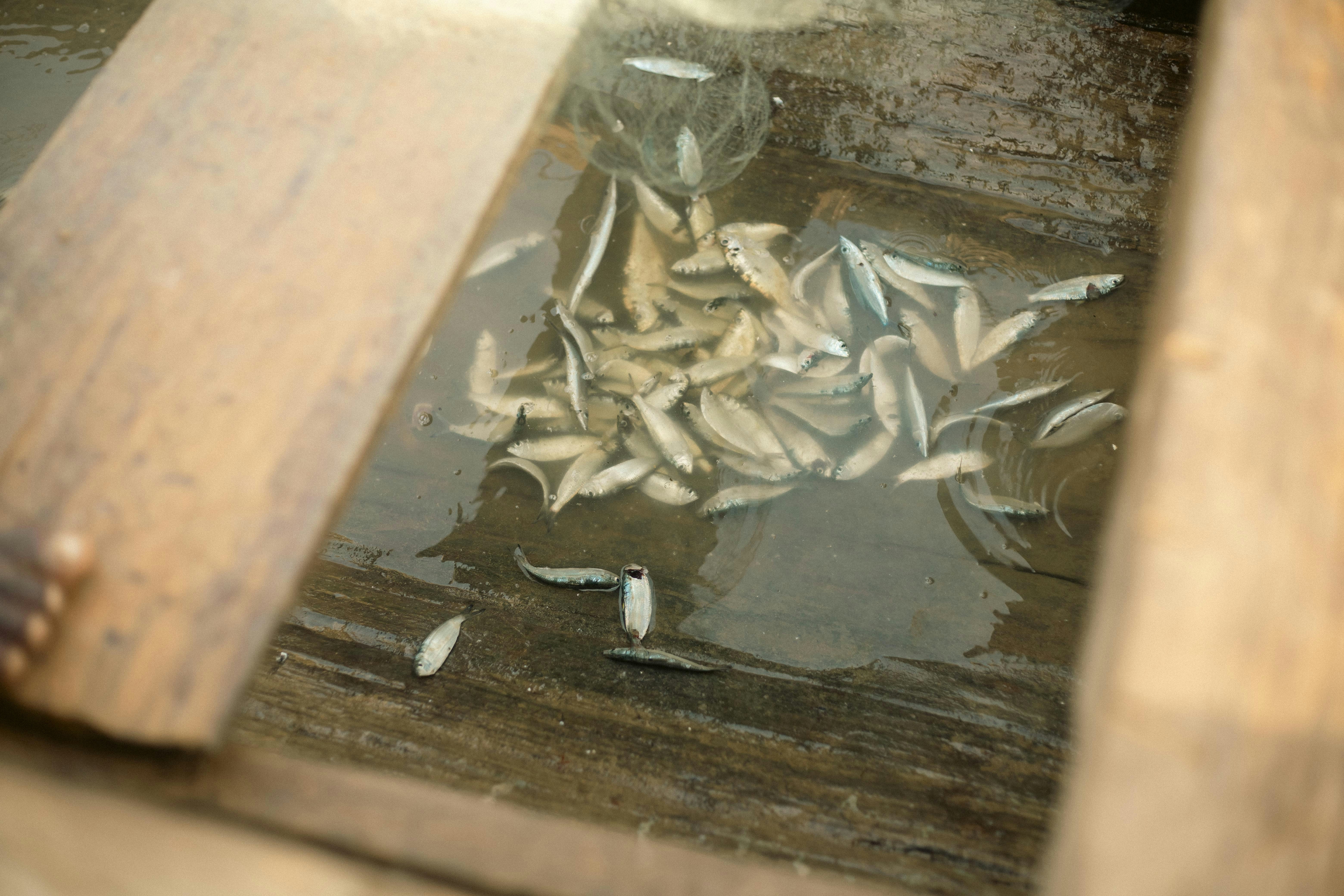 Quiet Trough, Silent School: Fish Rest Under Weathered Planks
