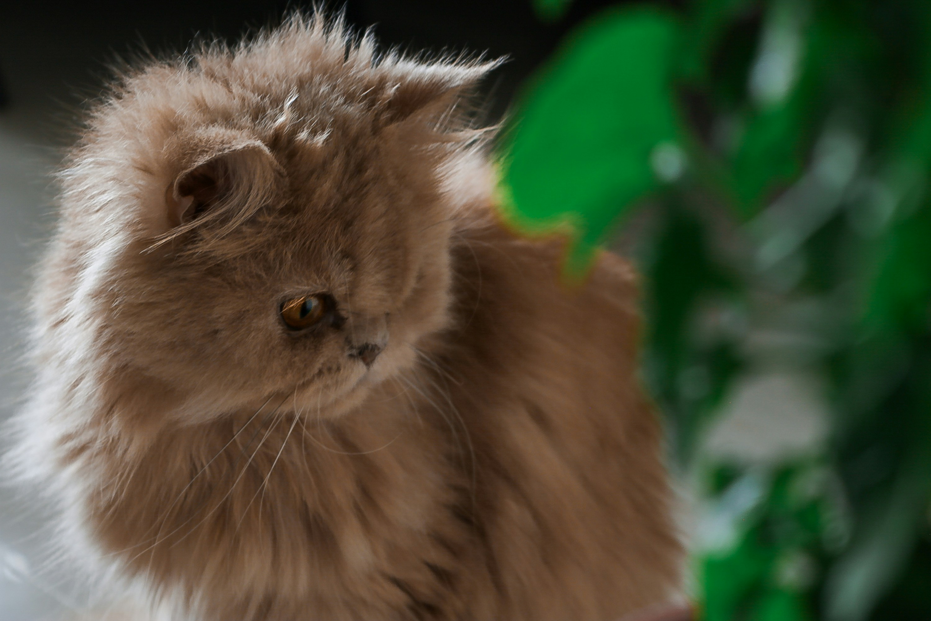 Fluffy Gaze: A Soft-Red Cat in Quiet Indoor Light