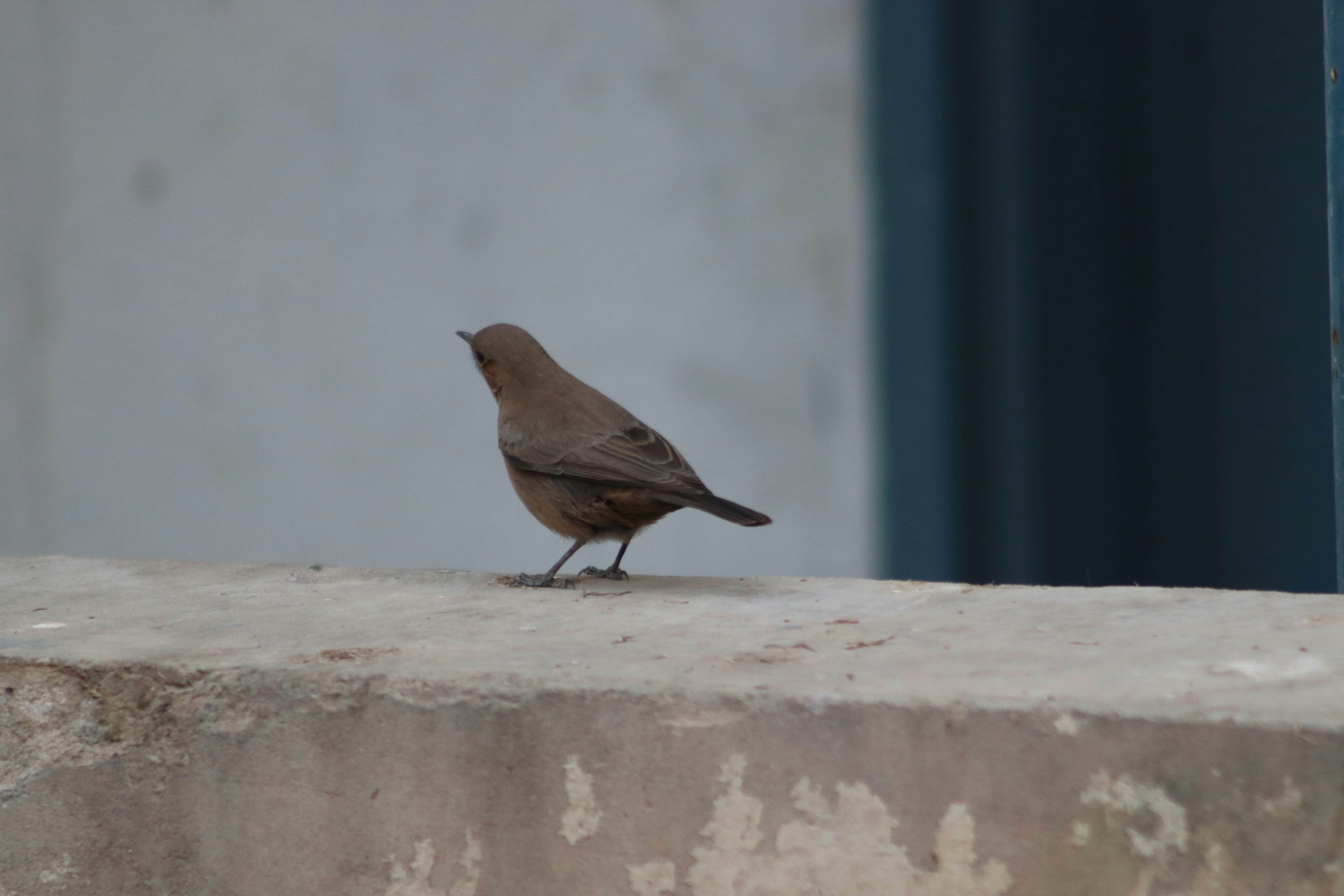 Photo by Anees Ur Rehman with Canon EOS 250D